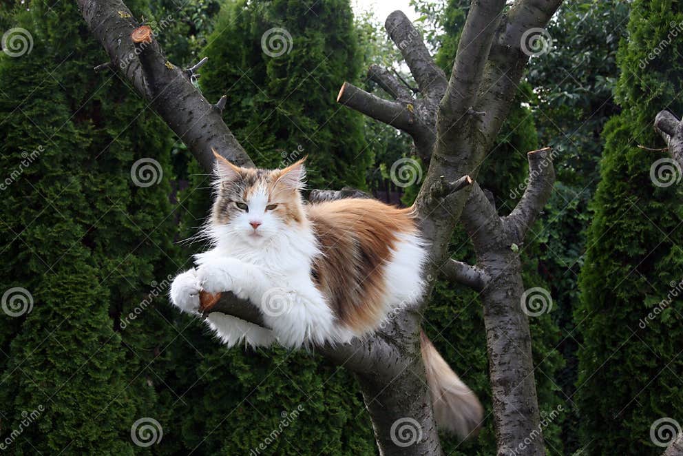 Maine coon stock image. Image of maine, tree, coon - 47662737