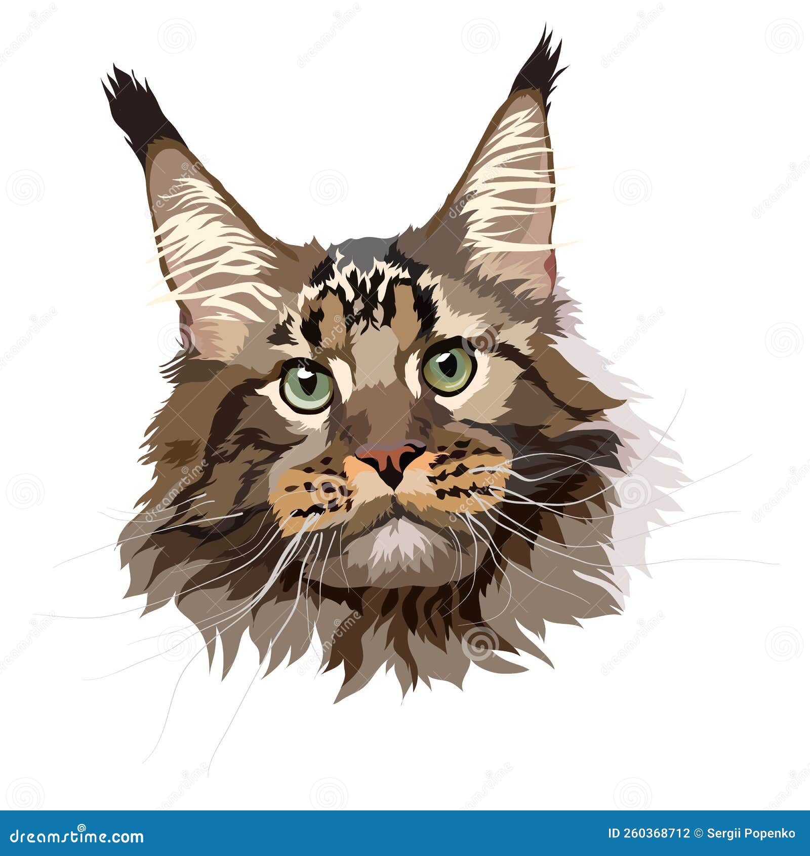 Maine Coon Cat Vector Image. Portrait, Head Stock Vector - Illustration ...