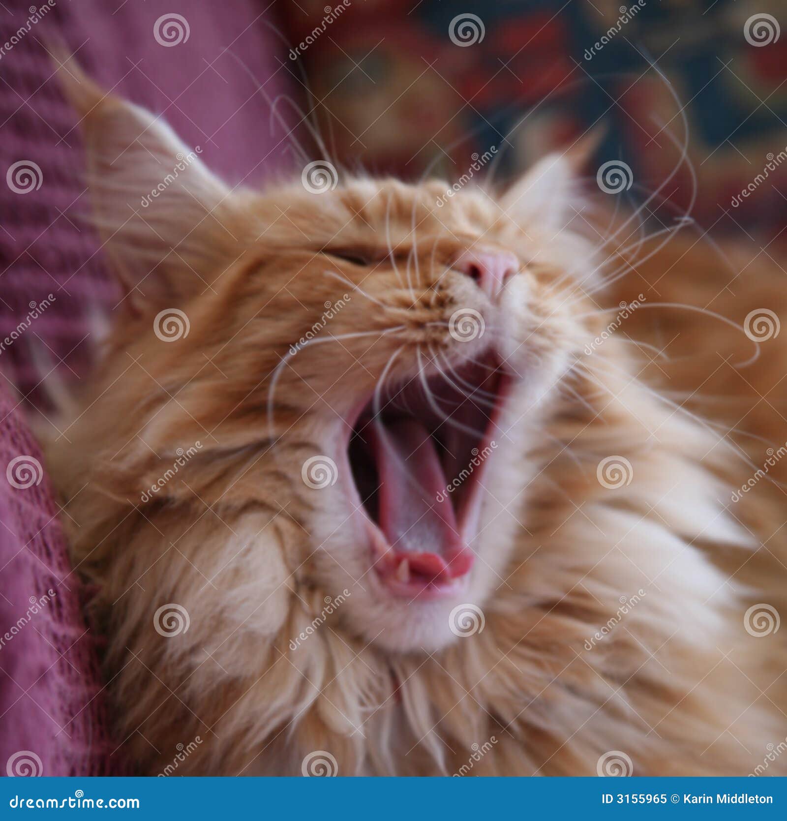 Maine Coon cat yawning stock image. Image of mammal, whiskers - 3155965