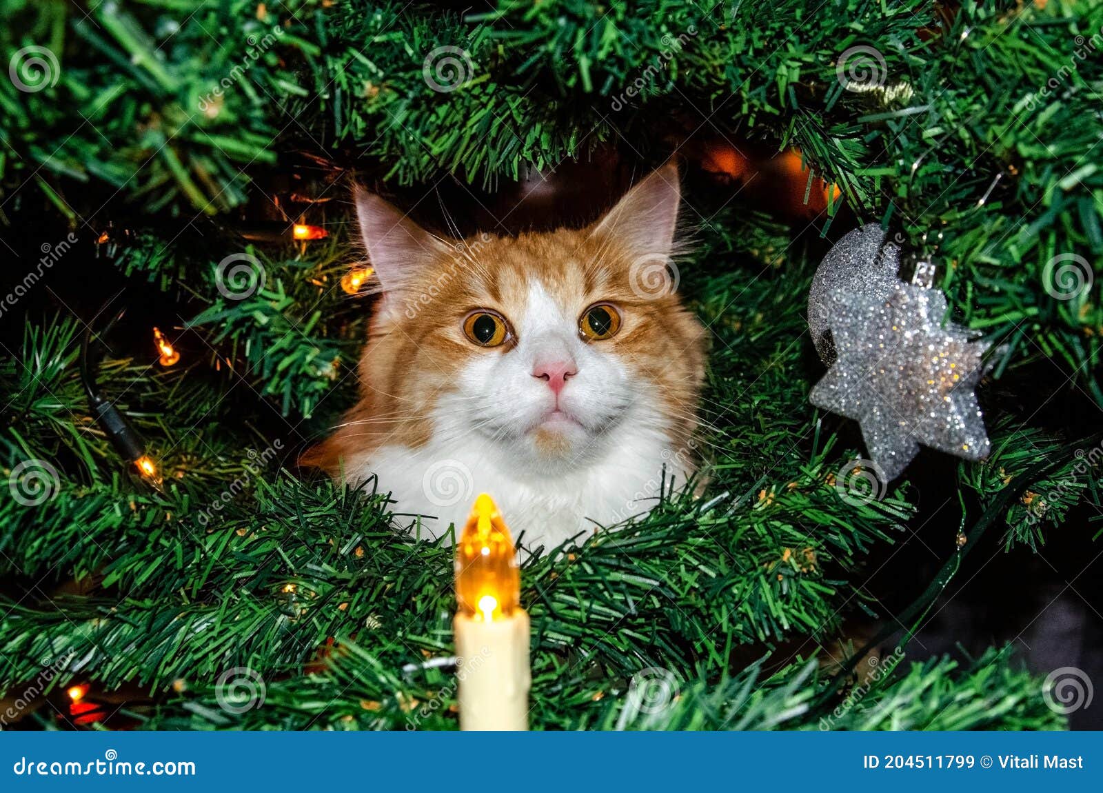 Maine Coon and Christmas Tree Stock Image - Image of spruce, cute ...