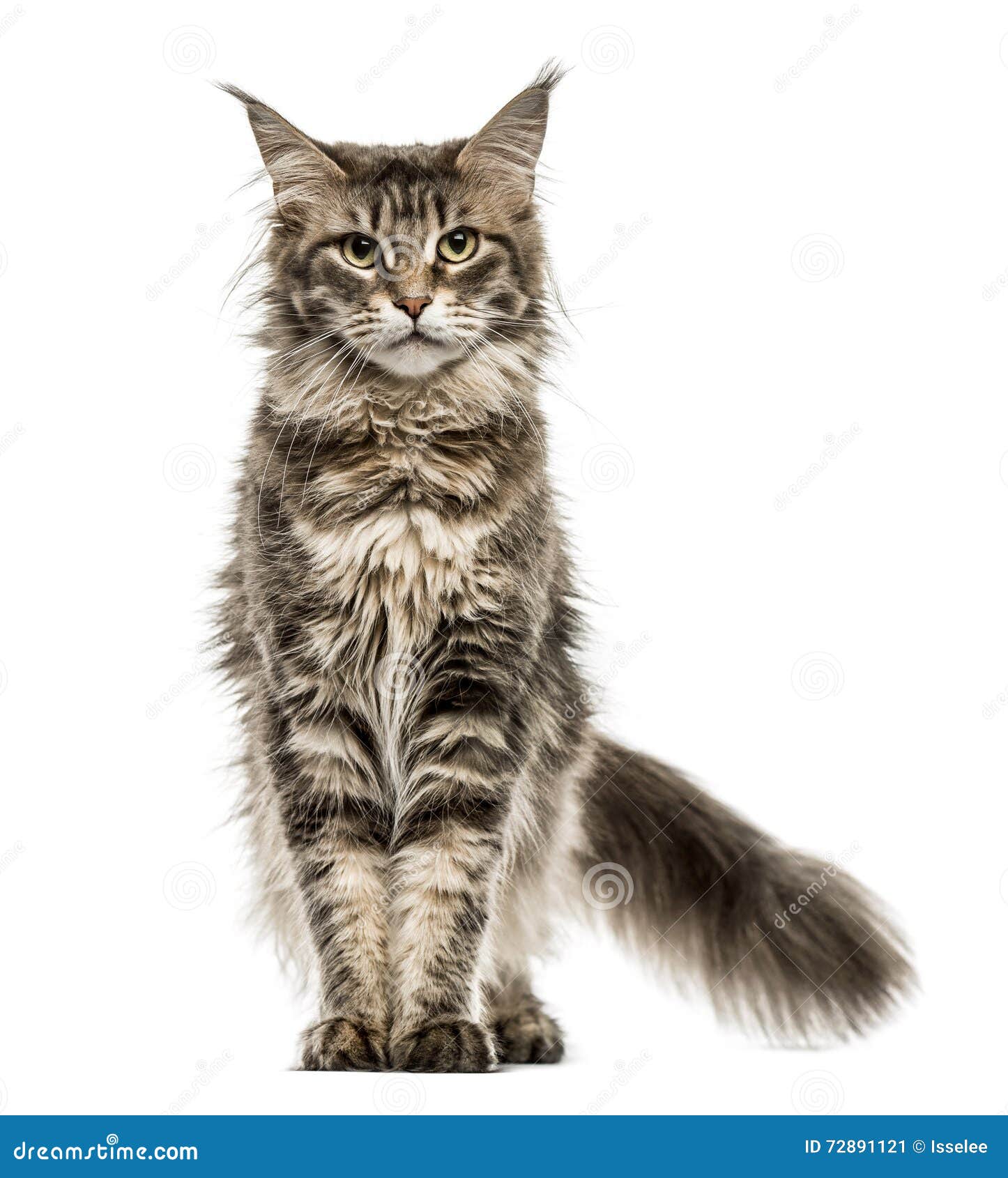 Maine Coon Isolated on White Stock Image - Image of coon, isolated ...