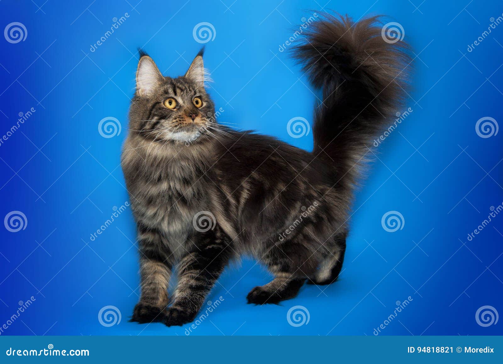 Maine Coon-kat Op Studioachtergrond Stock Afbeelding - Image of ...