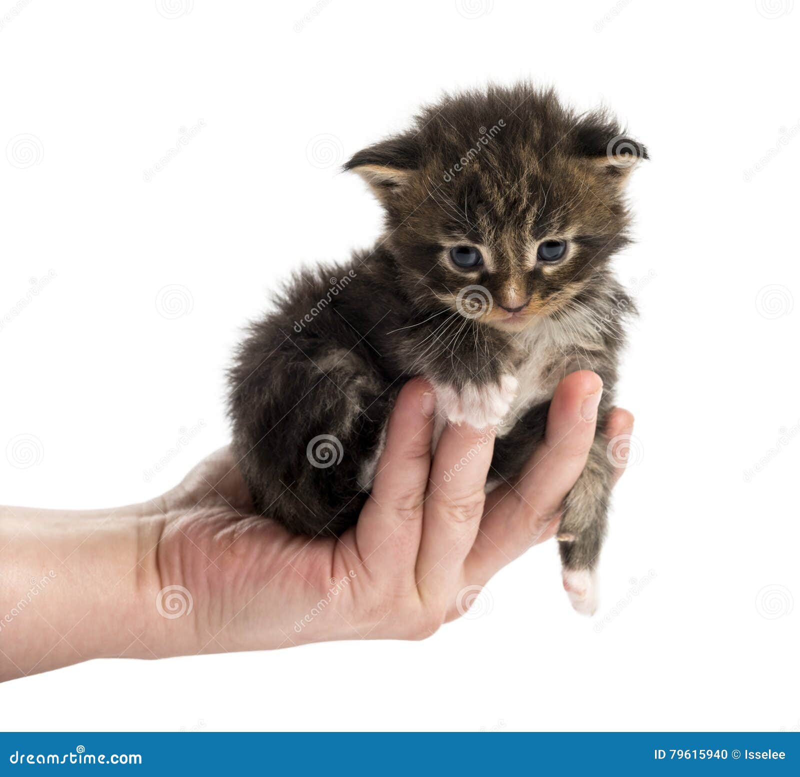 Maine Coon Kitten in Human Hand Stock Photo - Image of vertebrate ...