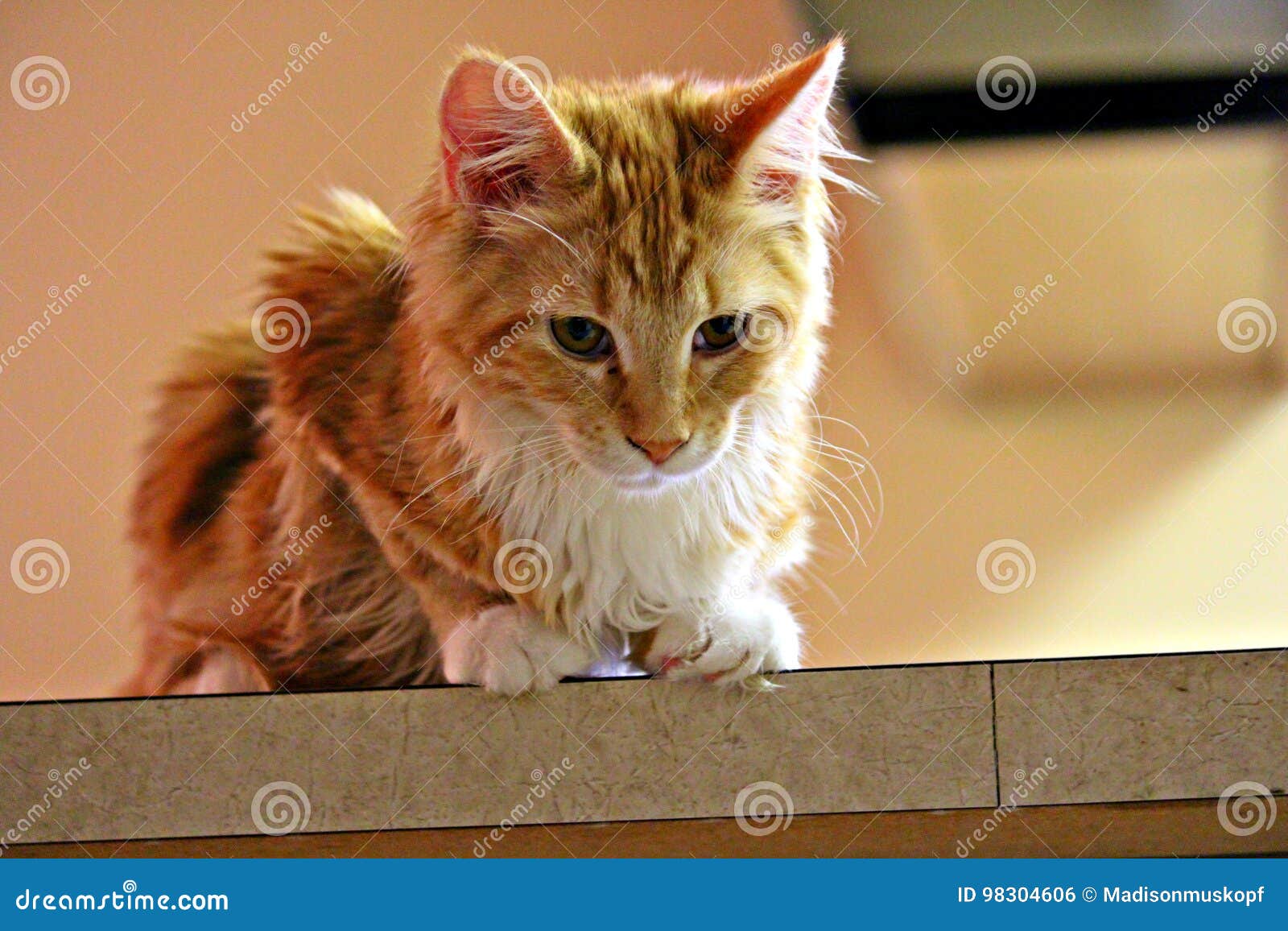 Maine Coon Kitten Pounce foto de archivo. Imagen de piel - 98304606