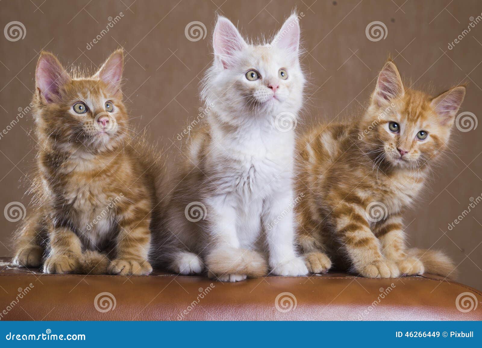 Maine Coon kittens stock image. Image of growing, group - 46266449