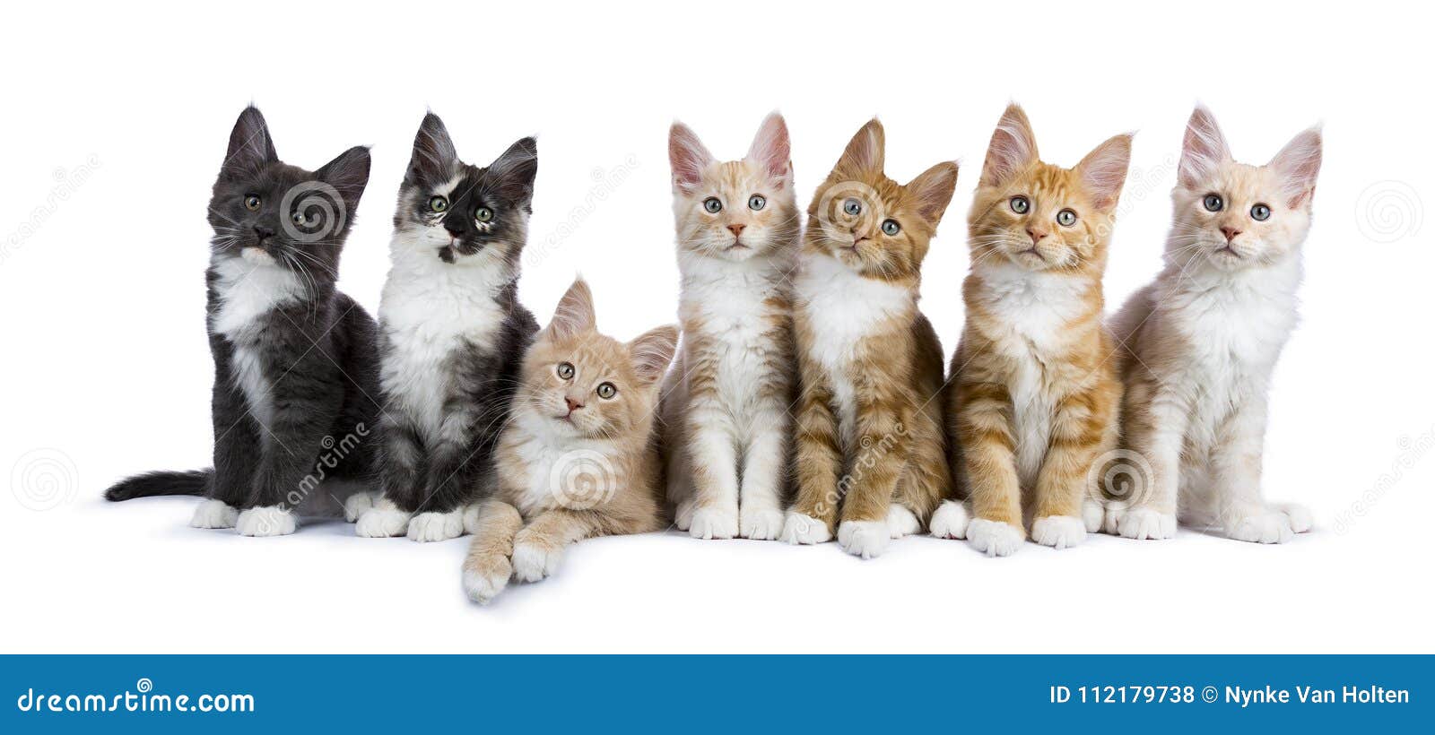 Row Of Seven Maine Coon Cats On Black Royalty-Free Stock Photography | CartoonDealer.com #112191077