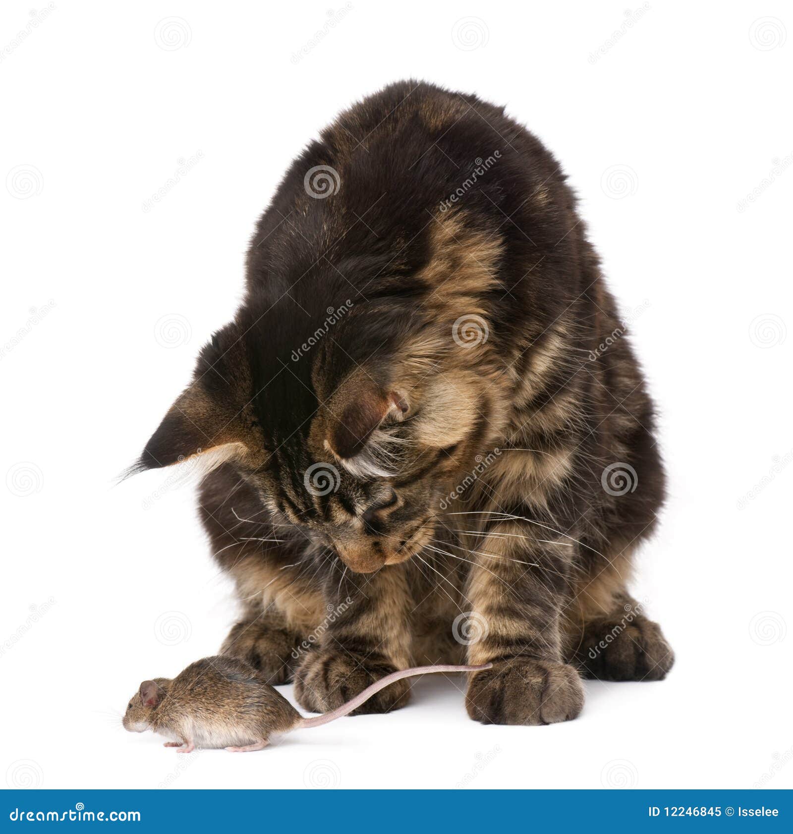Maine Coon and Mouse Against White Background Stock Image - Image of ...