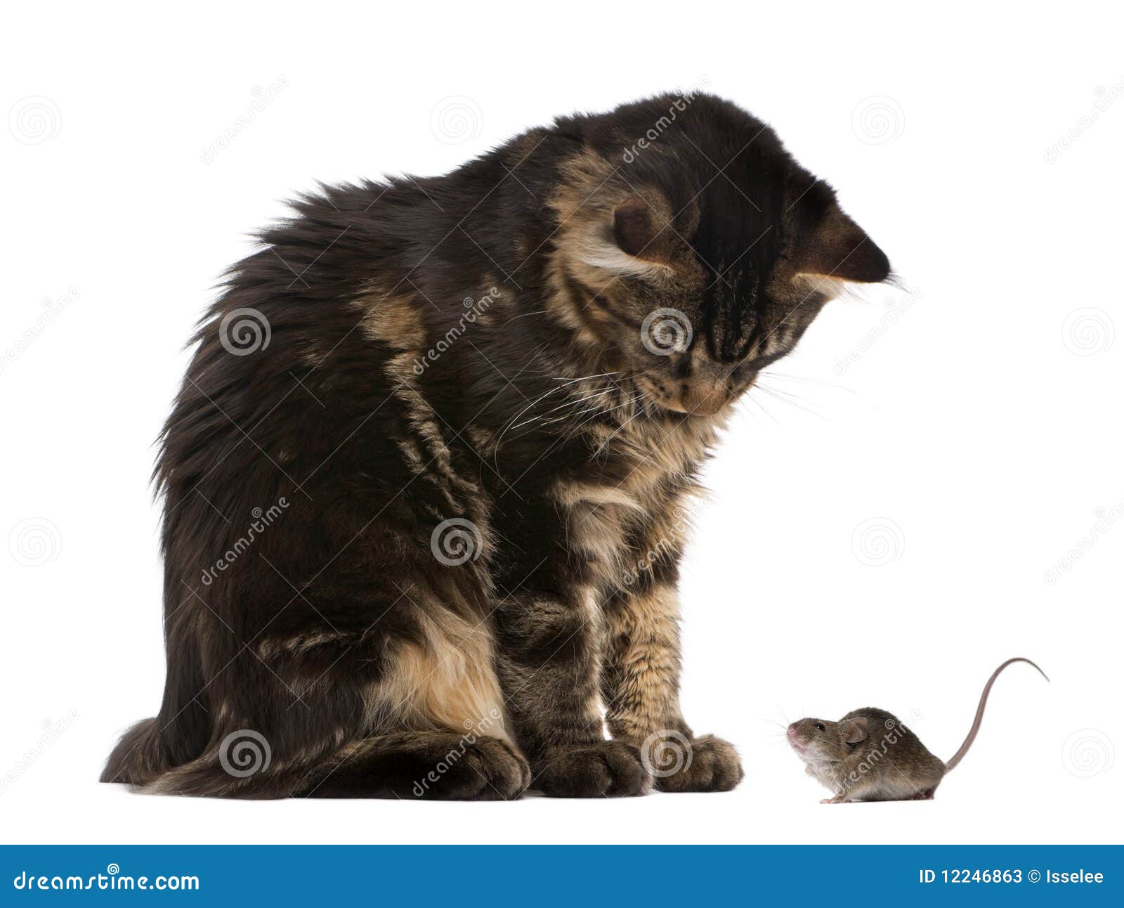 233 Coon Maine Mouse Photos - Free & Royalty-Free Stock Photos from ...