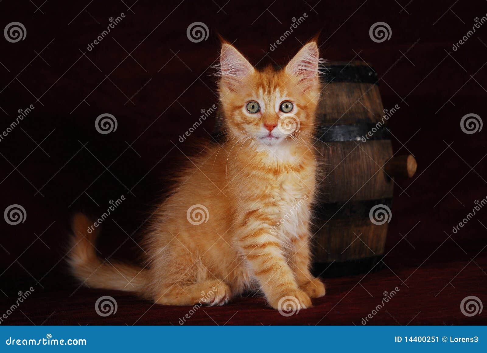 Maine-coon red kitten stock image. Image of kittens, breeder - 14400251