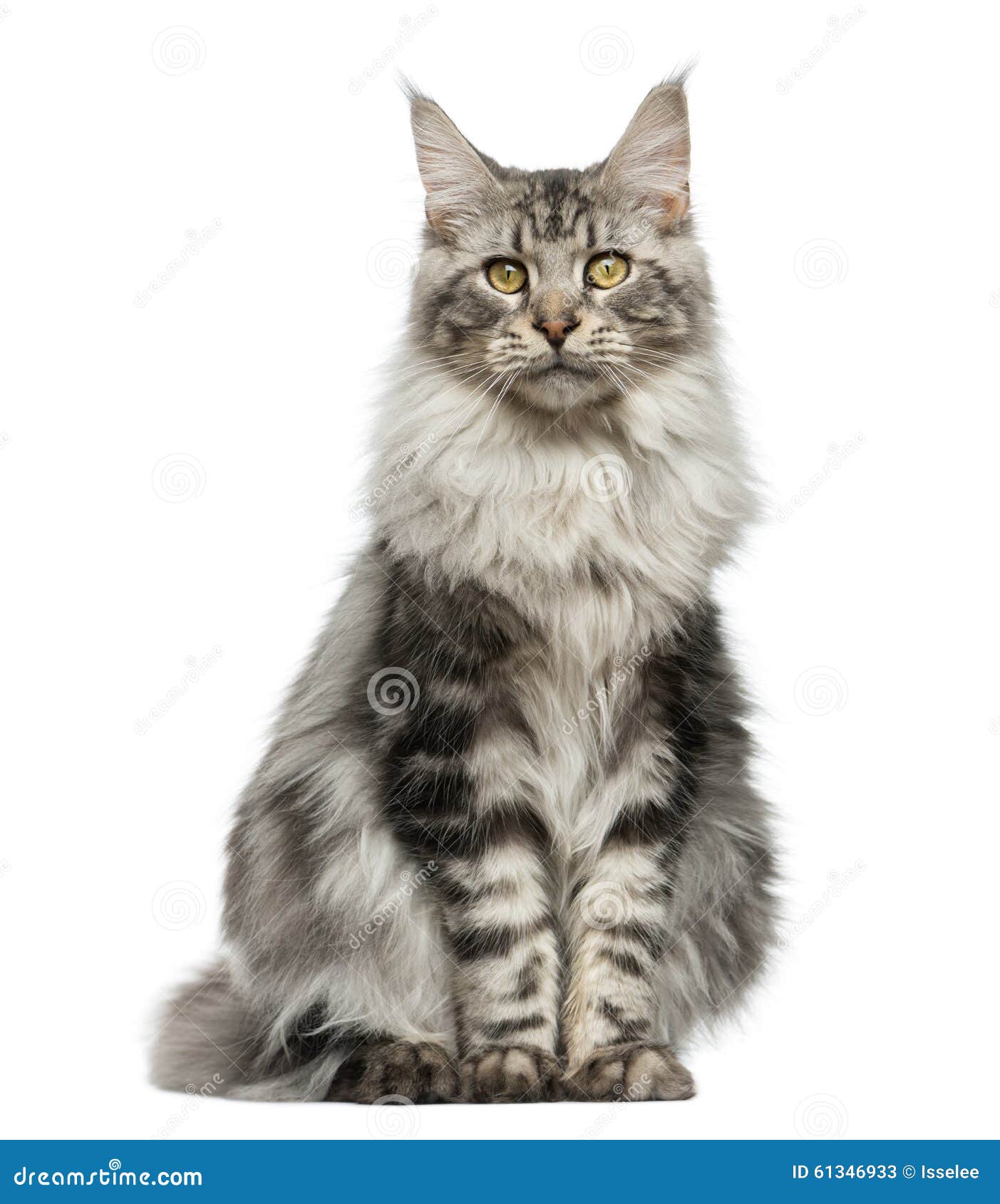 Maine Coon sitting stock image. Image of carnivore, animal - 61346933