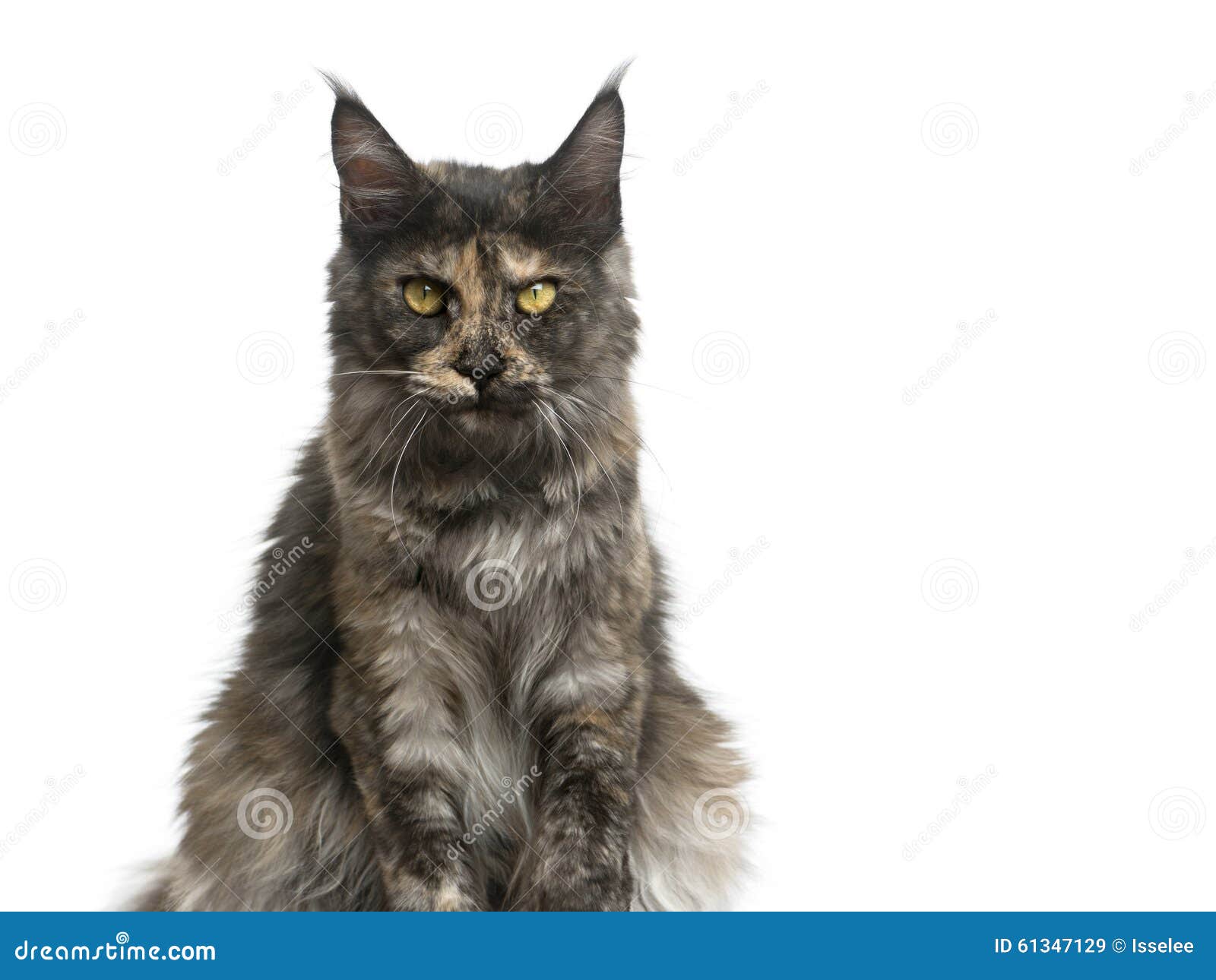Maine Coon sitting stock image. Image of isolated, camera - 61347129