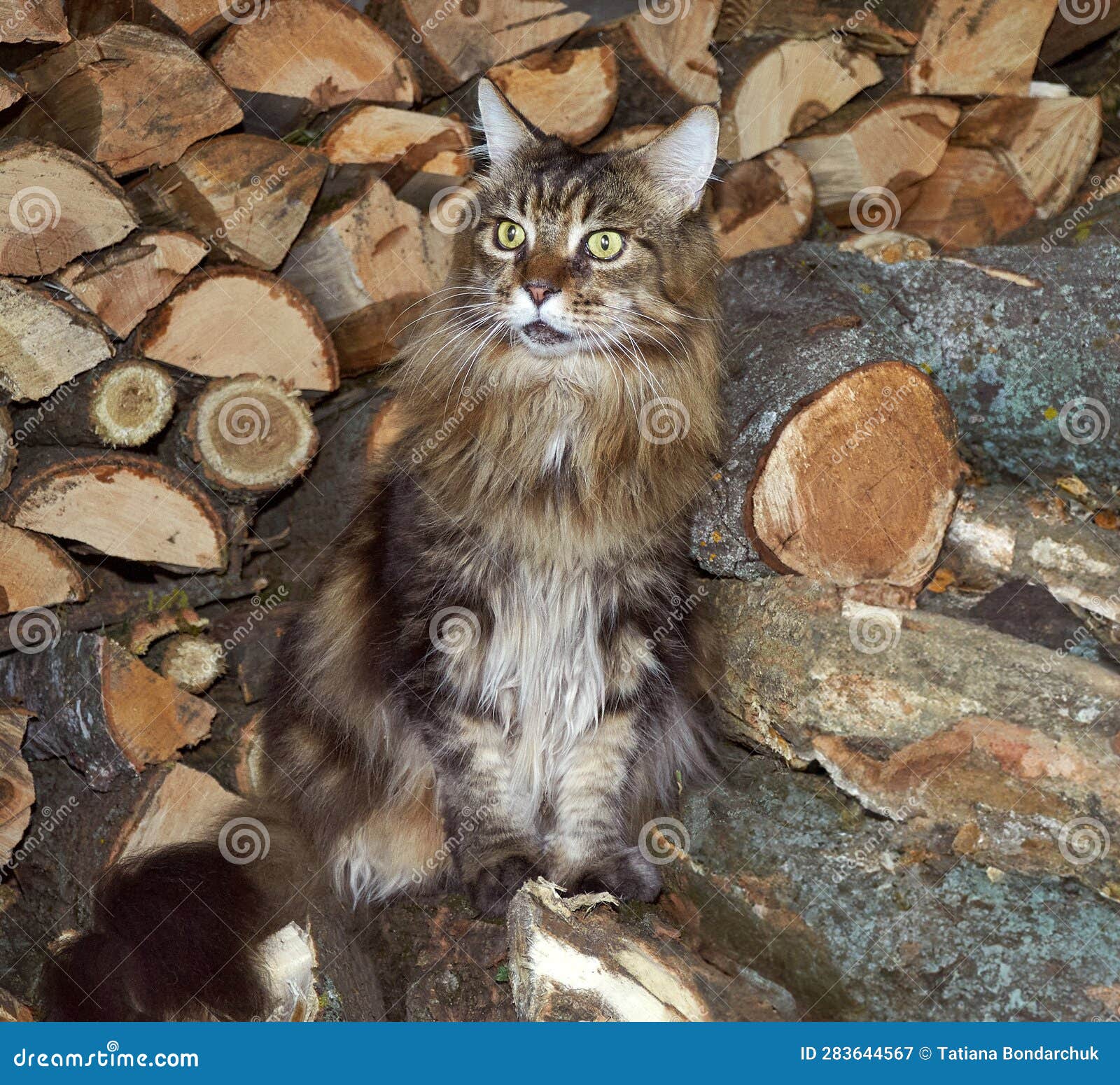 Maine Coon Tabby Cat Sits on Stacked Firewood Stock Image - Image of sits, posing: 283644567