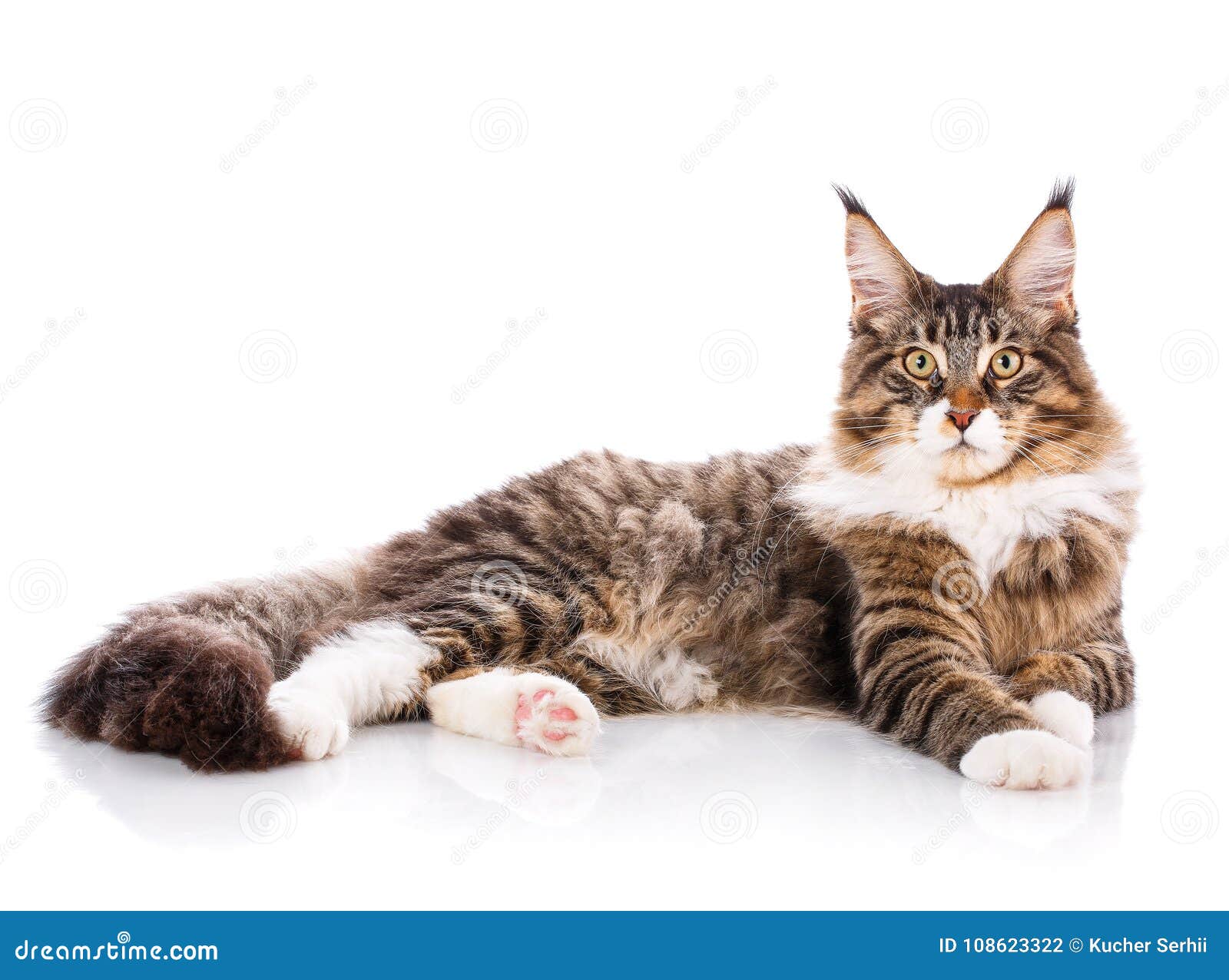Maine Coon Un Grand Chat Maine Coon Photo stock - Image du regarder ...