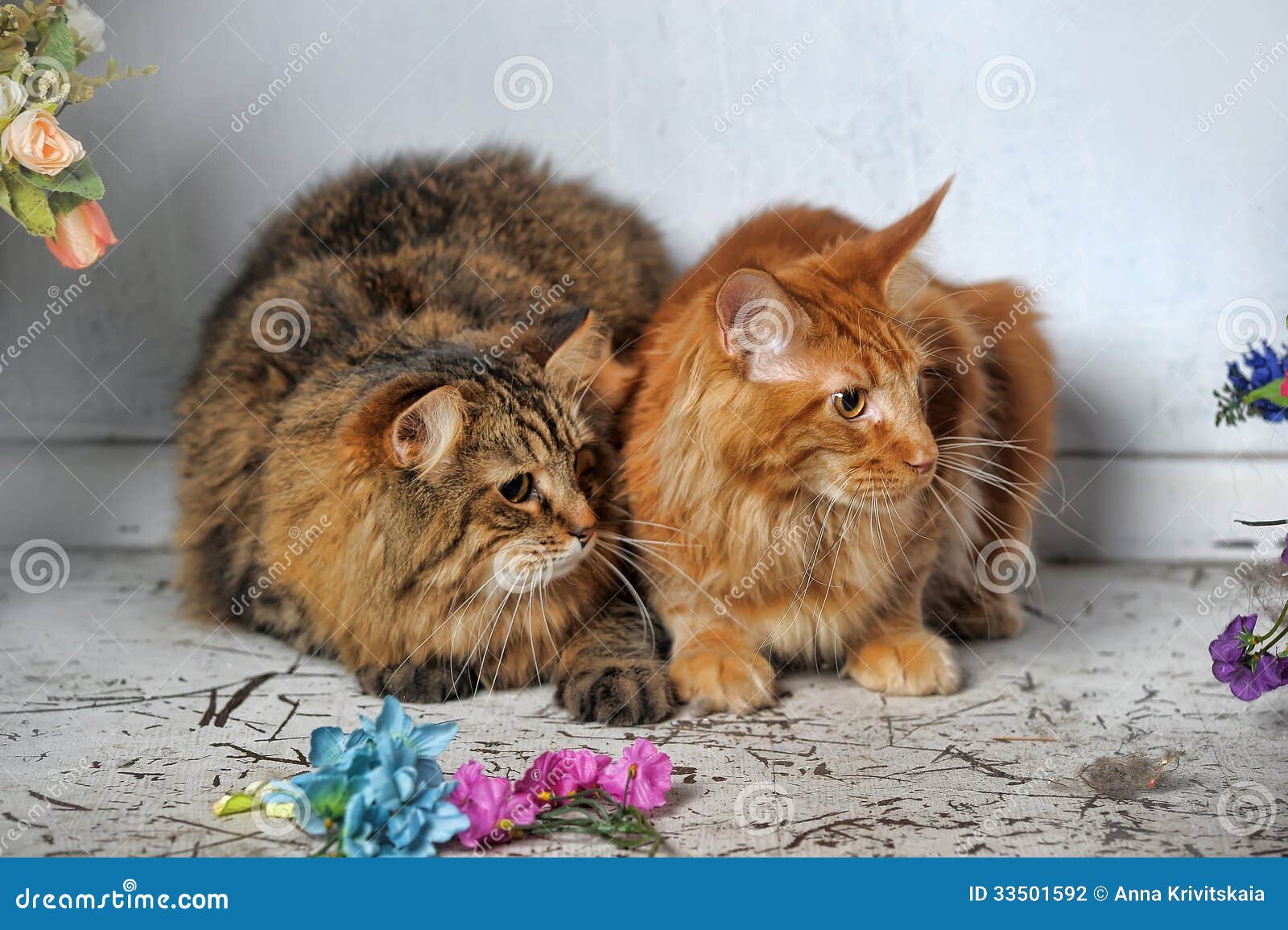 Maine Coon Und Sibirische Katzen Stockfoto - Bild von säugetier, raub ...