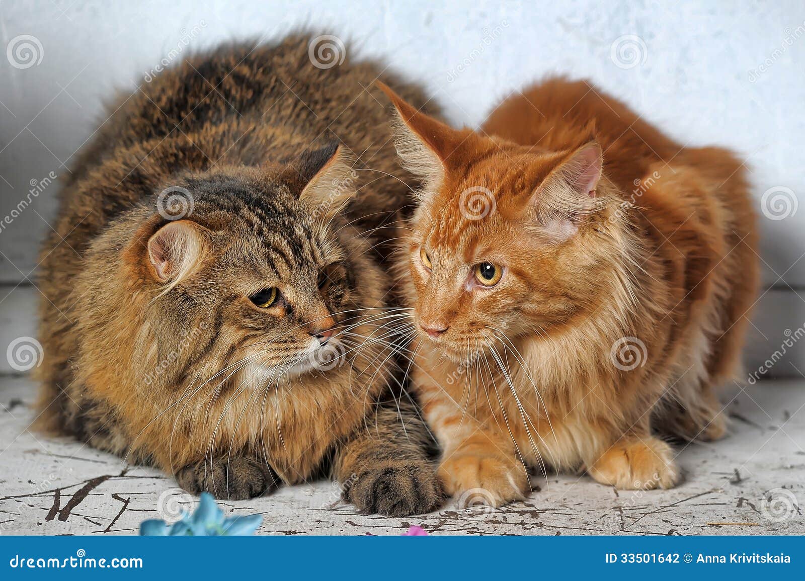 Maine Coon Und Sibirische Katzen Stockfoto - Bild von auge, maine: 33501642