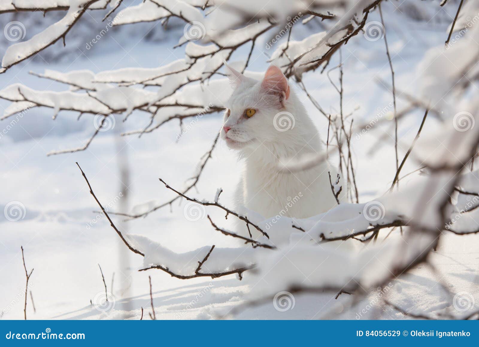 Maine Coon White Cat in the Wild Snow Stock Image - Image of domestic ...