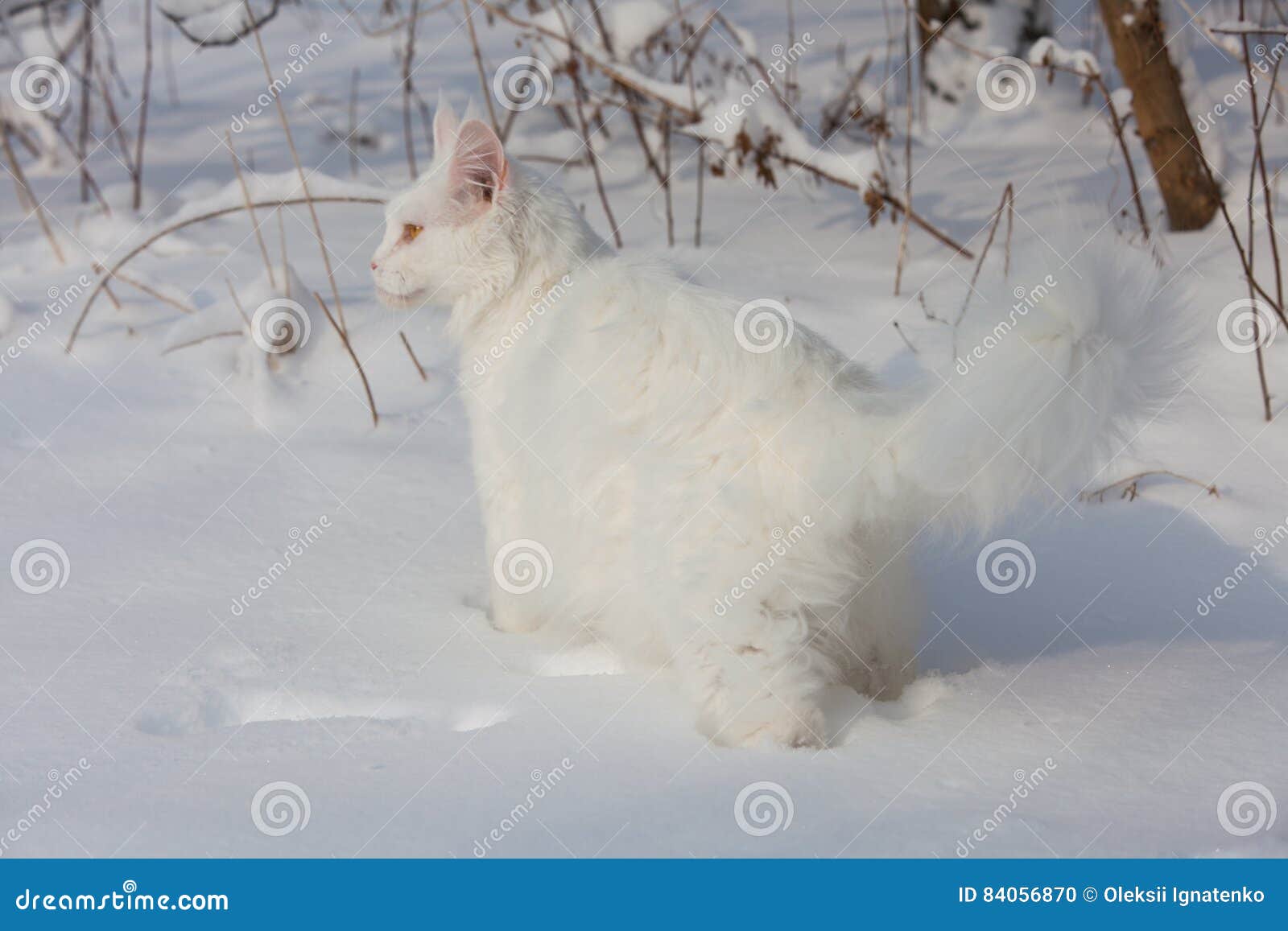 Maine Coon White Cat in the Wild Snow Stock Photo - Image of outdoor ...