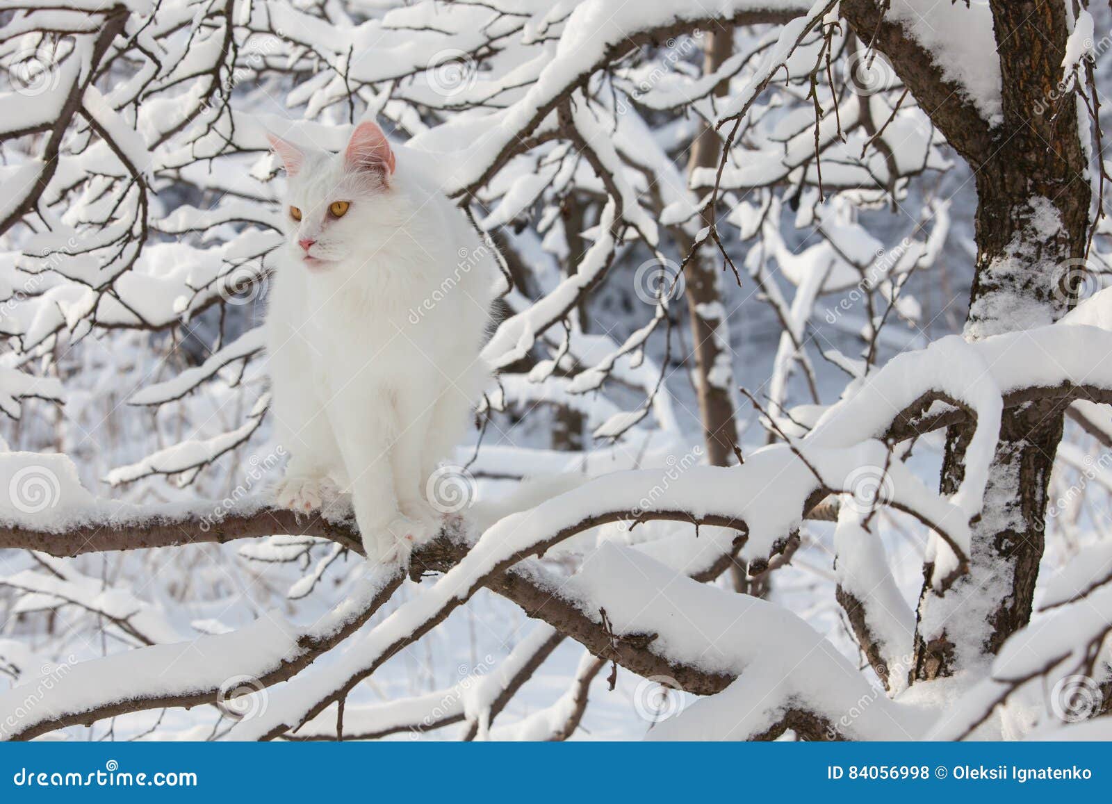 Maine Coon White Cat in the Wild Snow Stock Photo - Image of looking ...