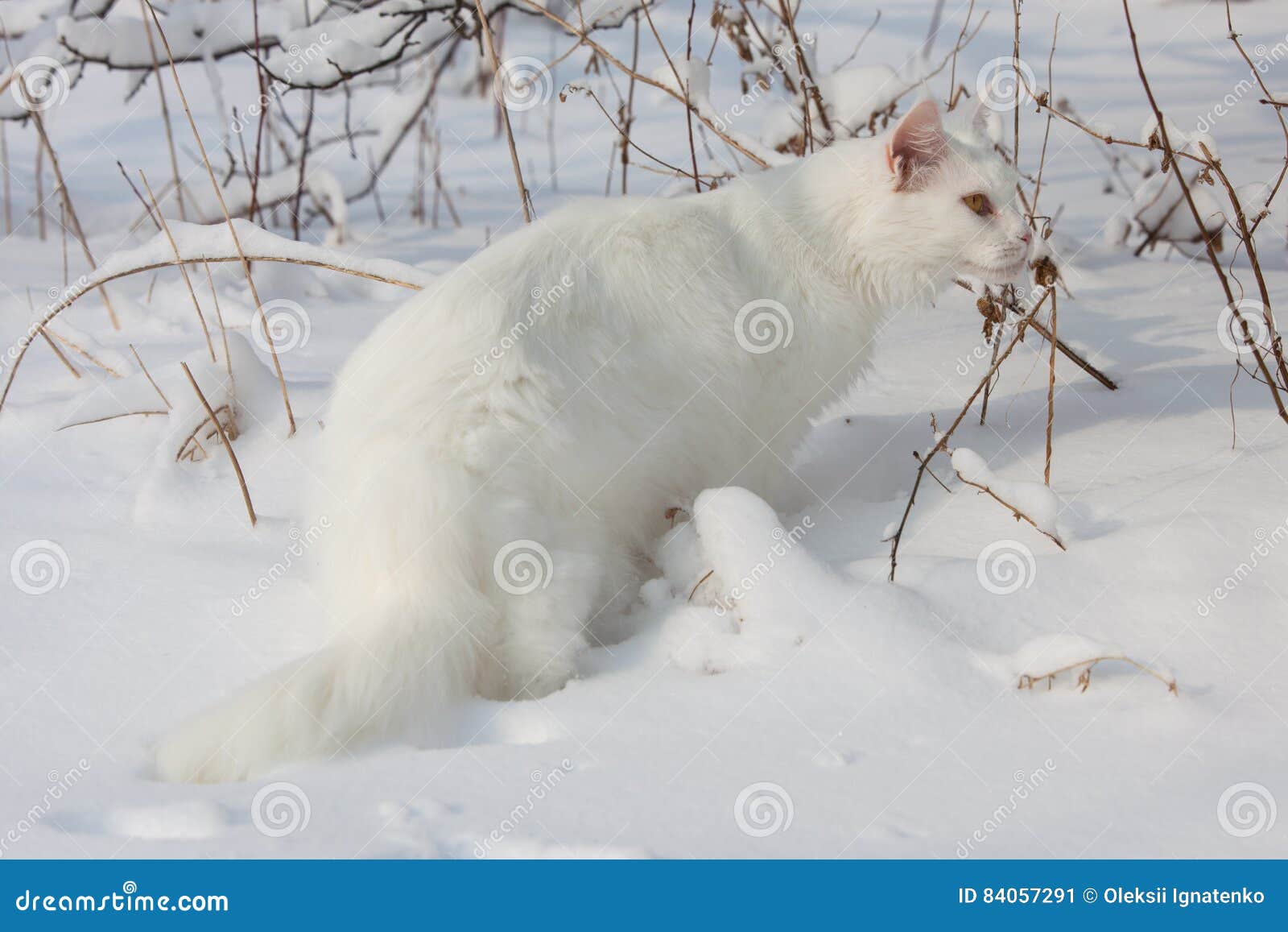 Maine Coon White Cat in the Wild Snow Stock Image - Image of mainecoon ...