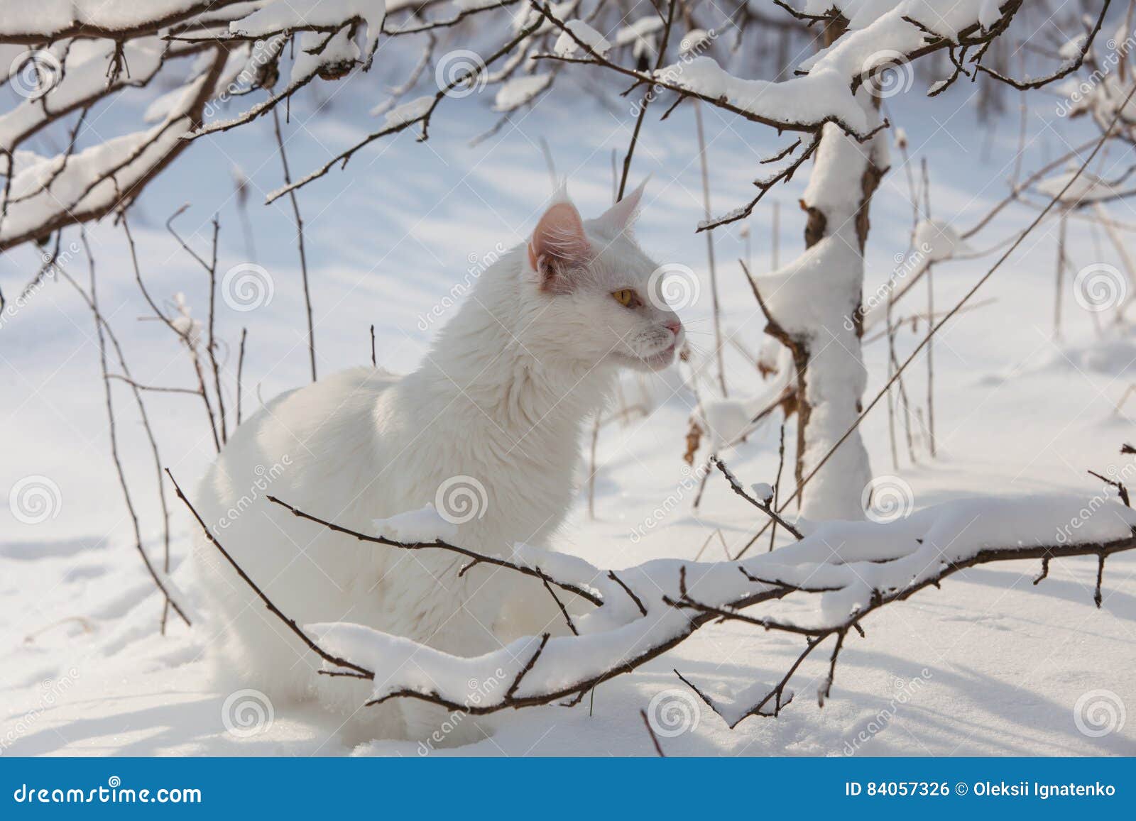Maine Coon White Cat in the Wild Snow Stock Photo - Image of blue ...