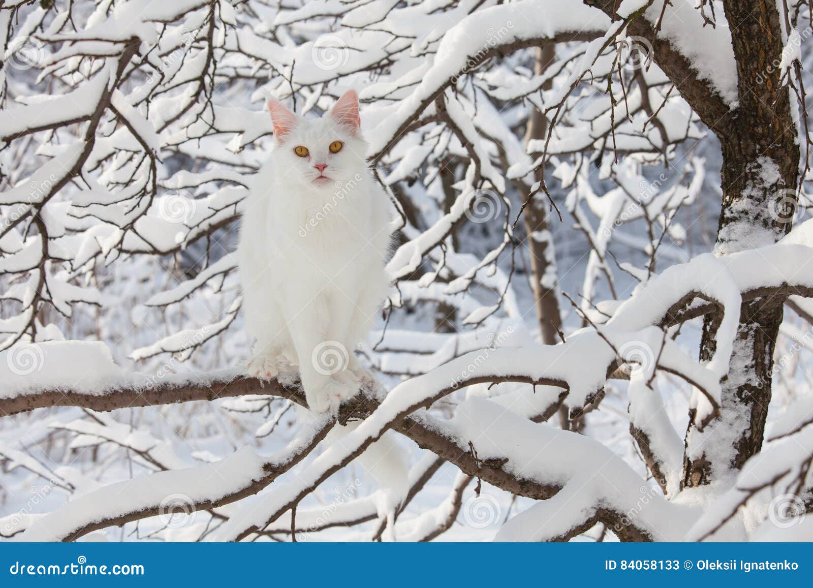 Maine Coon White Cat in the Wild Snow Stock Image - Image of hair ...