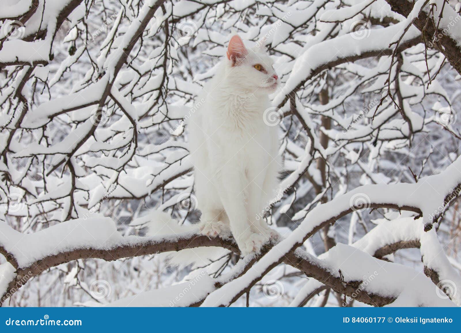 Maine Coon White Cat in the Wild Snow Stock Image - Image of loving ...