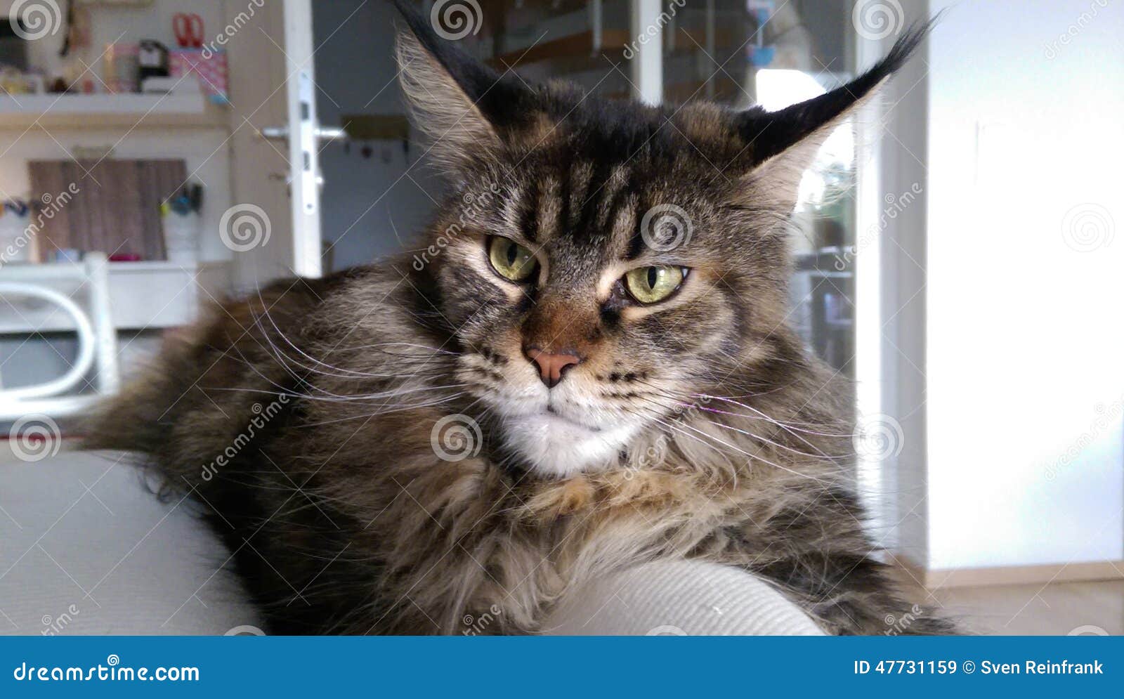 Maine-Coone stock image. Image of mainecoone, vater, wonderful - 47731159