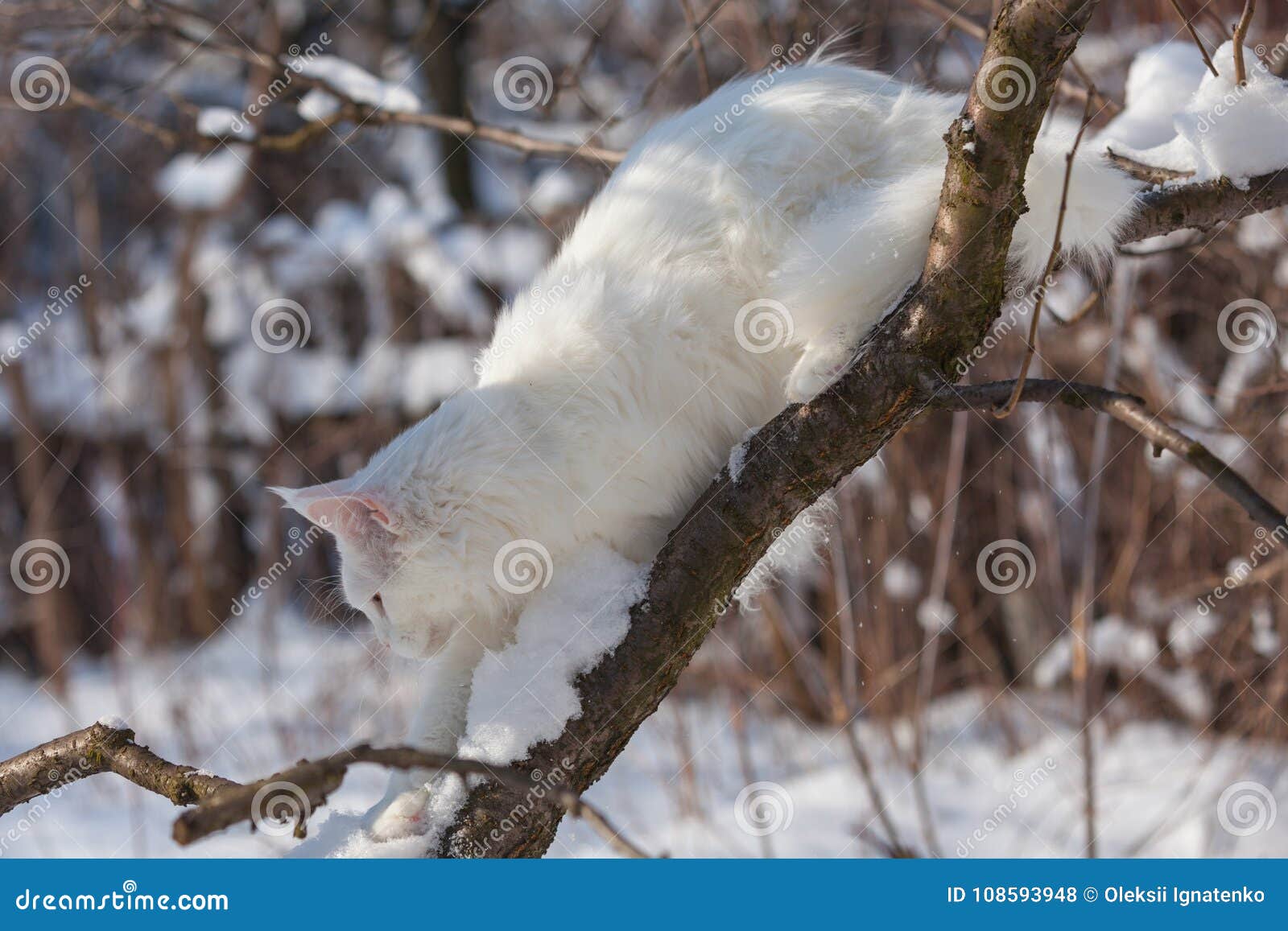 Maine Coone White Cat in the Winter and Snow Stock Photo - Image of ...