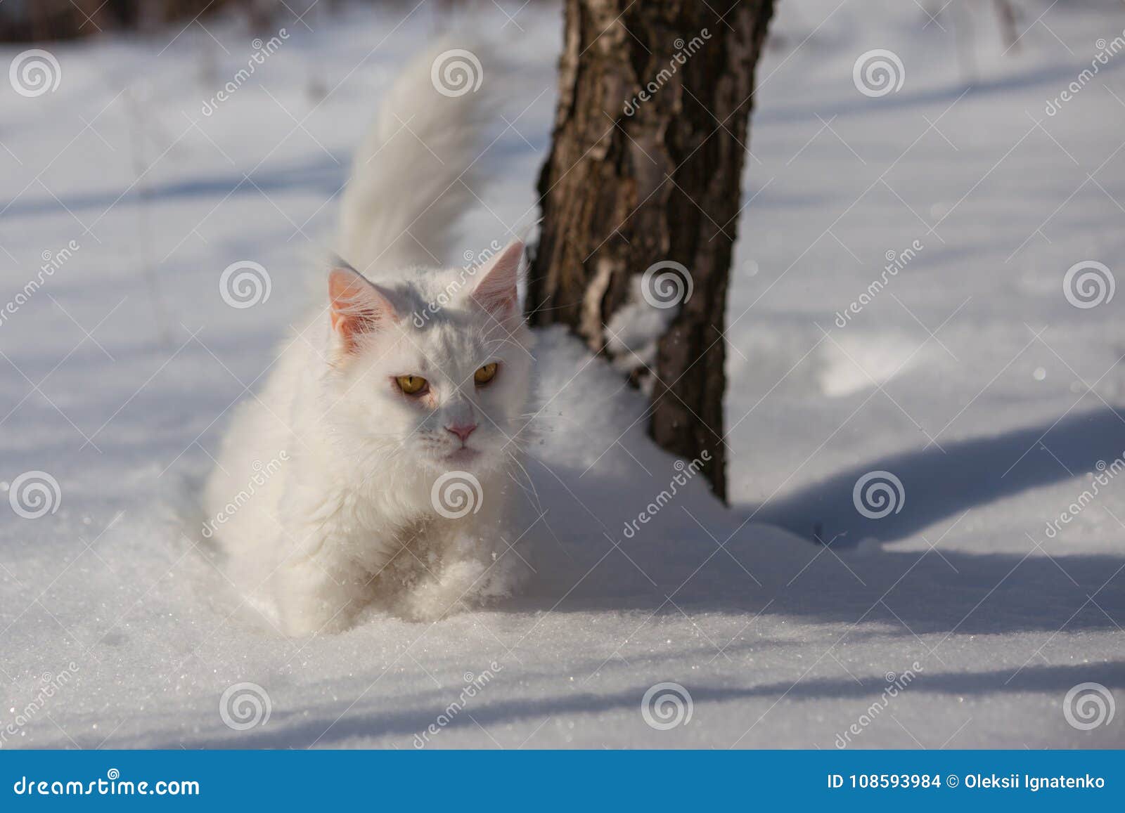 Maine Coone White Cat in the Winter and Snow Stock Photo - Image of ...