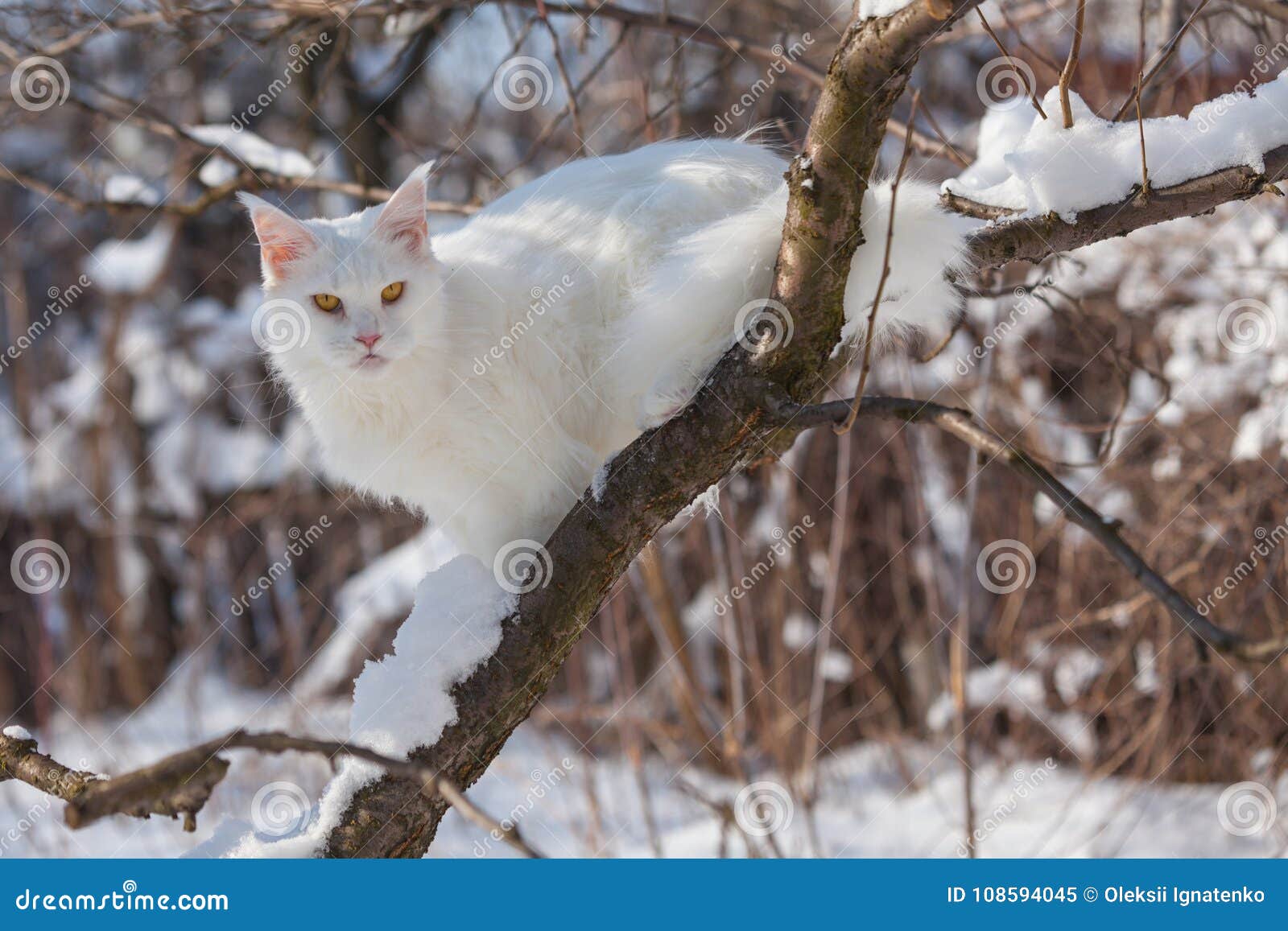 Maine Coone White Cat in the Winter and Snow Stock Image - Image of ...
