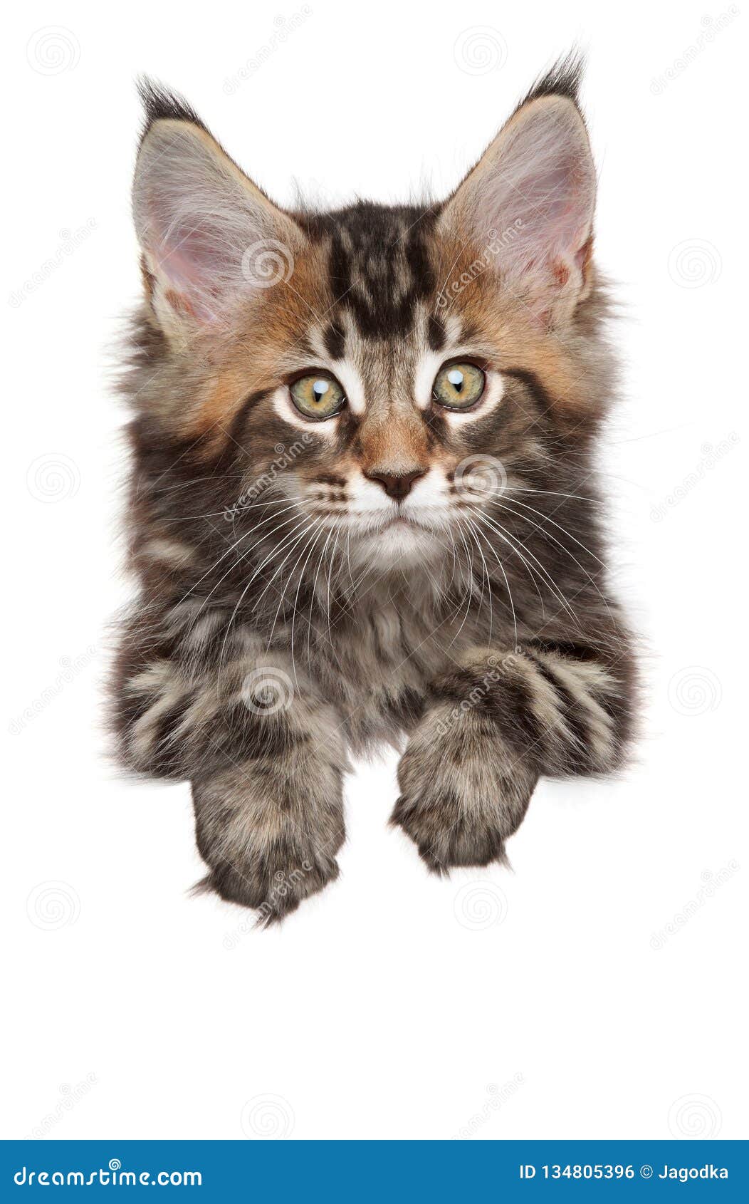 Maine-mapache Sobre La Bandera, Aislada En Blanco Foto de archivo ...