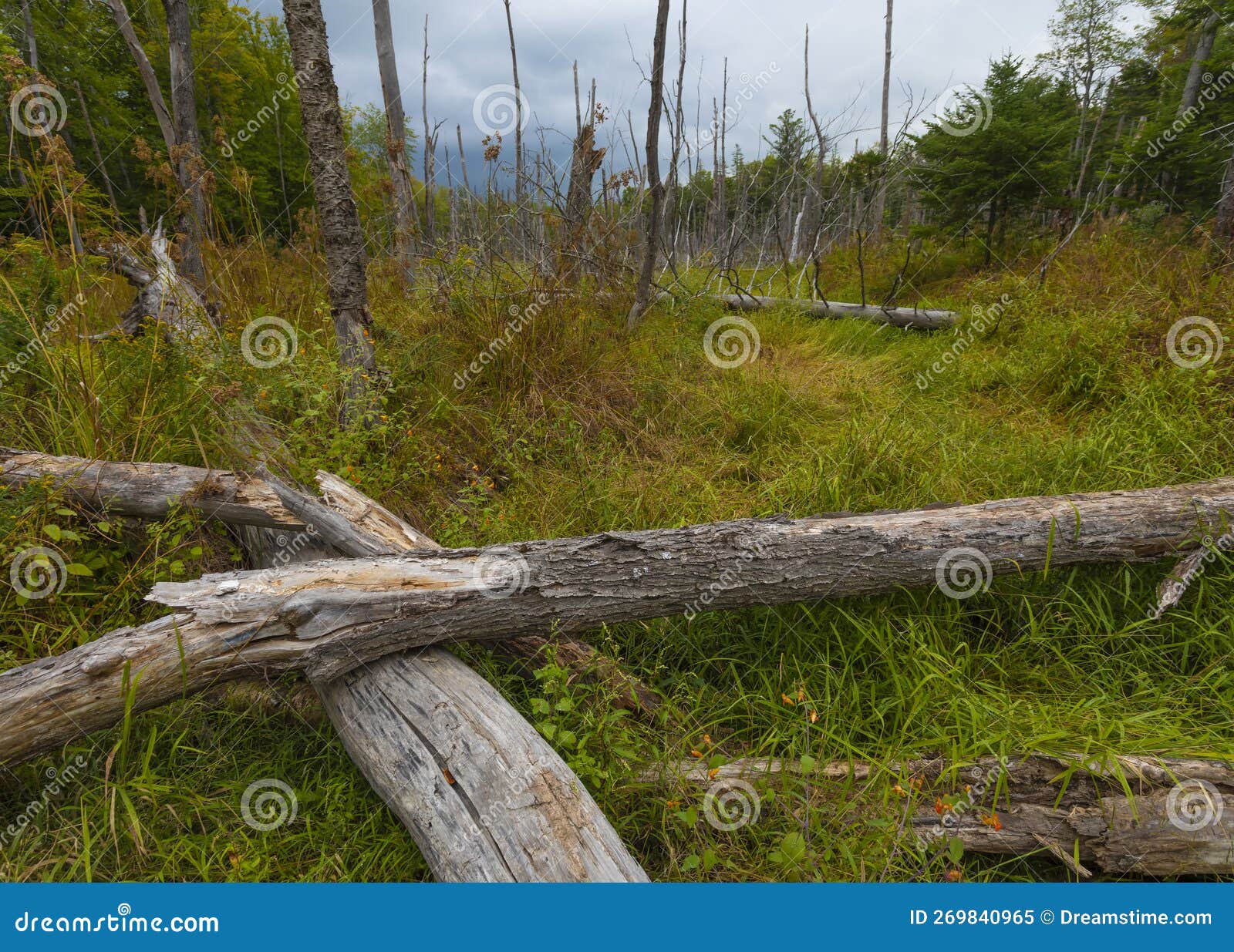 Maine Marsh with Lots of Dead Trees Stock Image - Image of fauna, brown ...