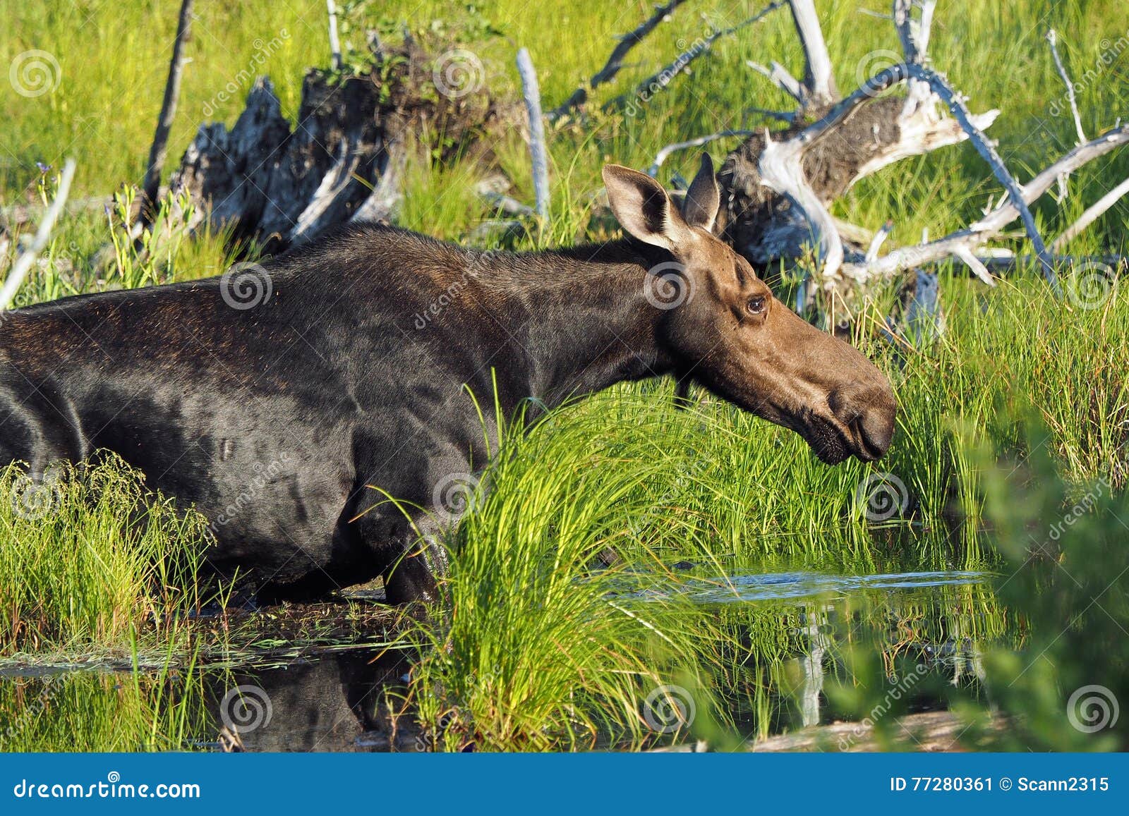 Maine Moose stock image. Image of marsh, wildlife, animal - 77280361