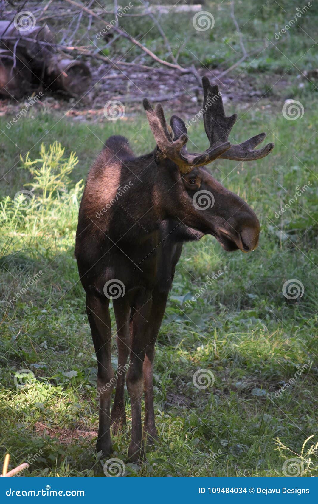 Moose Standing in the Shade of a Large Tree Stock Photo - Image of ...