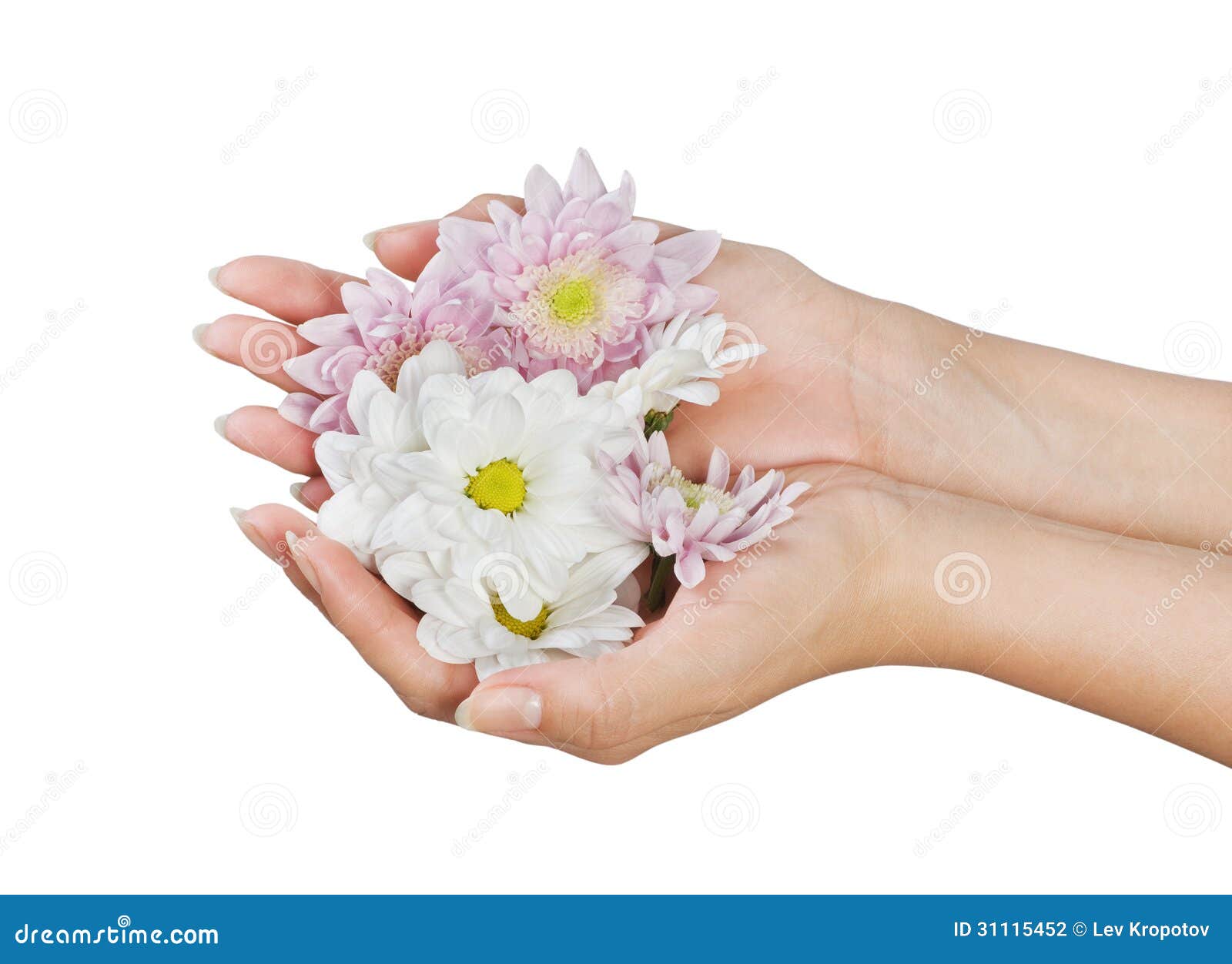 Mains Femelles Avec La Fleur Photo stock - Image du beauté, sain: 31115452
