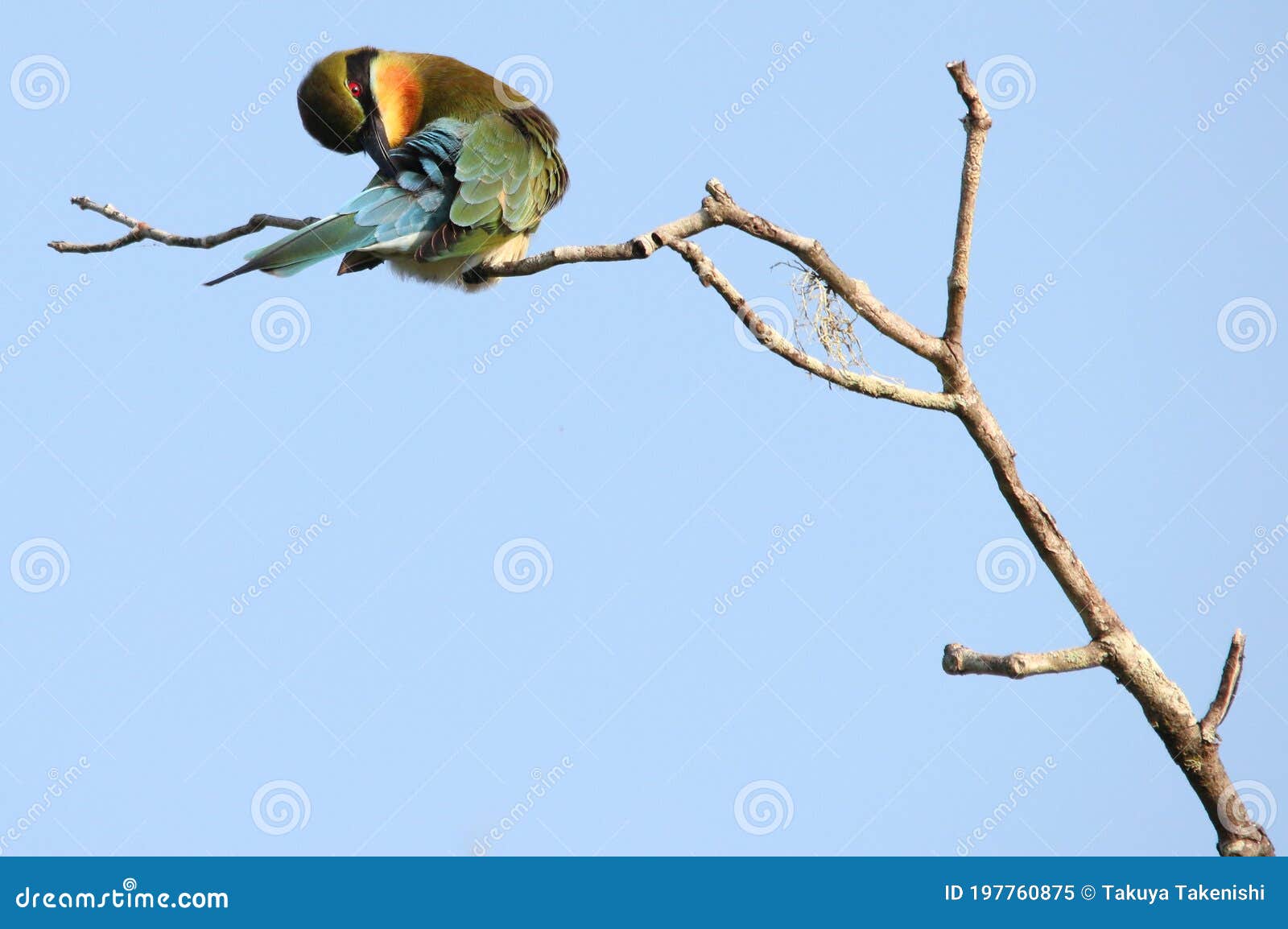 Maintenance of Feathers with Bee Eater on the Tree Stock Image - Image ...