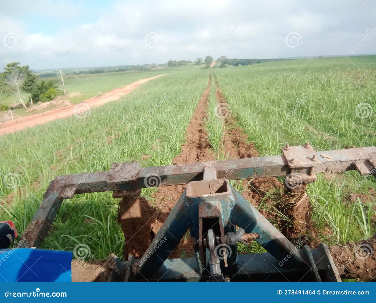 Maintenance of Sugarcane Plants As Raw Material for Sugar Stock Photo ...
