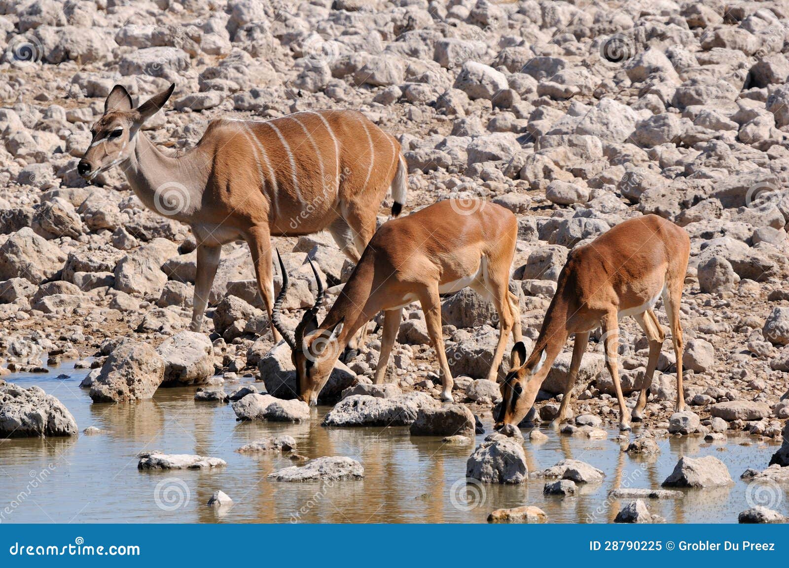 Maiores Vaca De Kudu, Ram Do Impala E Ovelha Do Impala Imagem de Stock ...