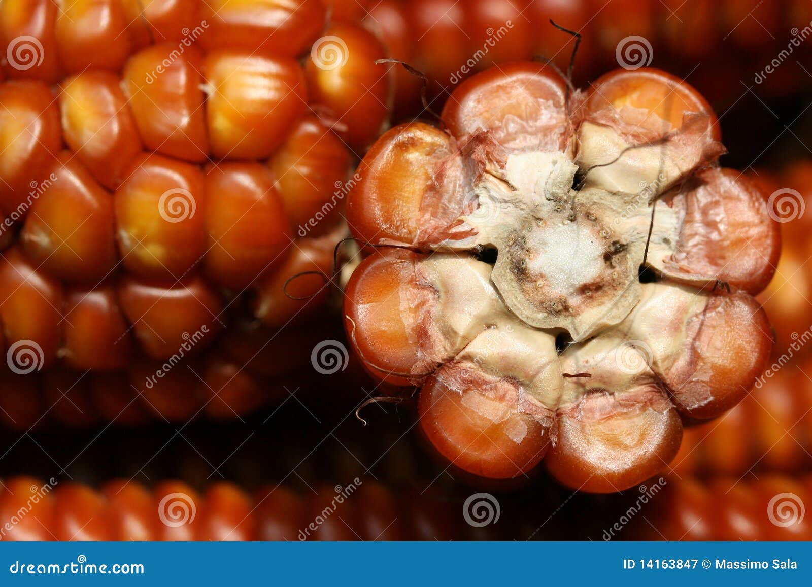 Mais stock image. Image of closeup, cereal, nutrition - 14163847