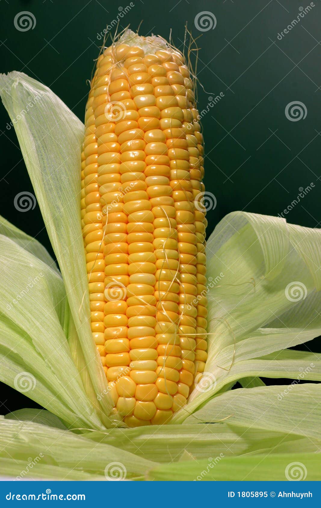 Mais immagine stock. Immagine di giallo, grano, dieta - 1805895