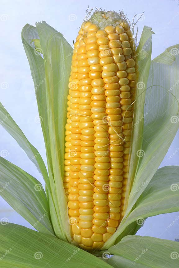 Mais immagine stock. Immagine di mais, podere, alimento - 1806197