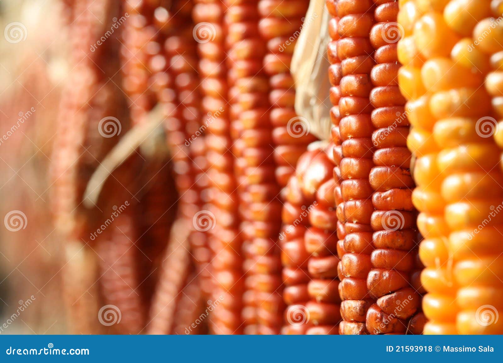 Mais stock photo. Image of dried, closeup, nature, nutrition - 21593918