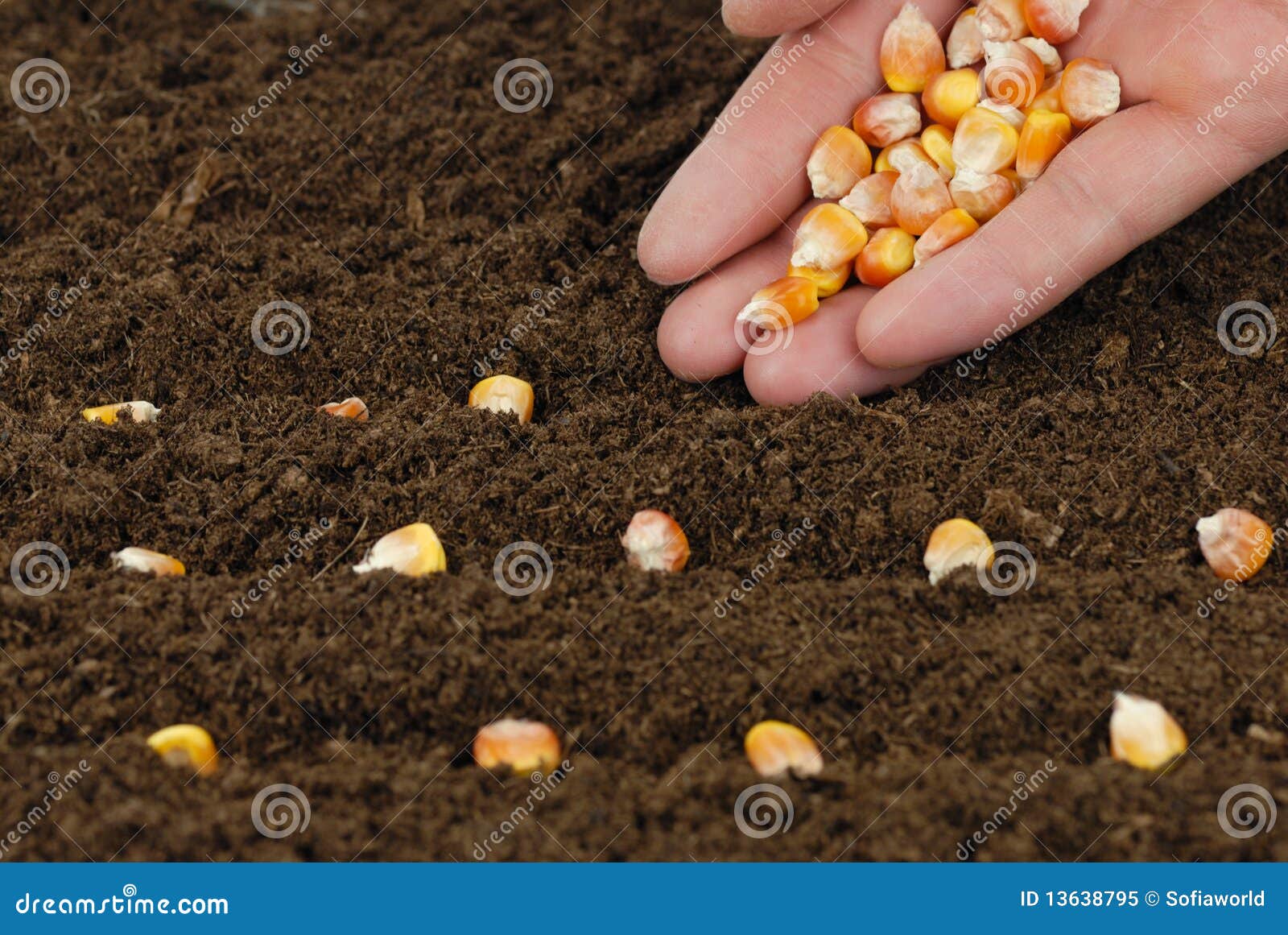 Mais della semina immagine stock. Immagine di fertilità - 13638795