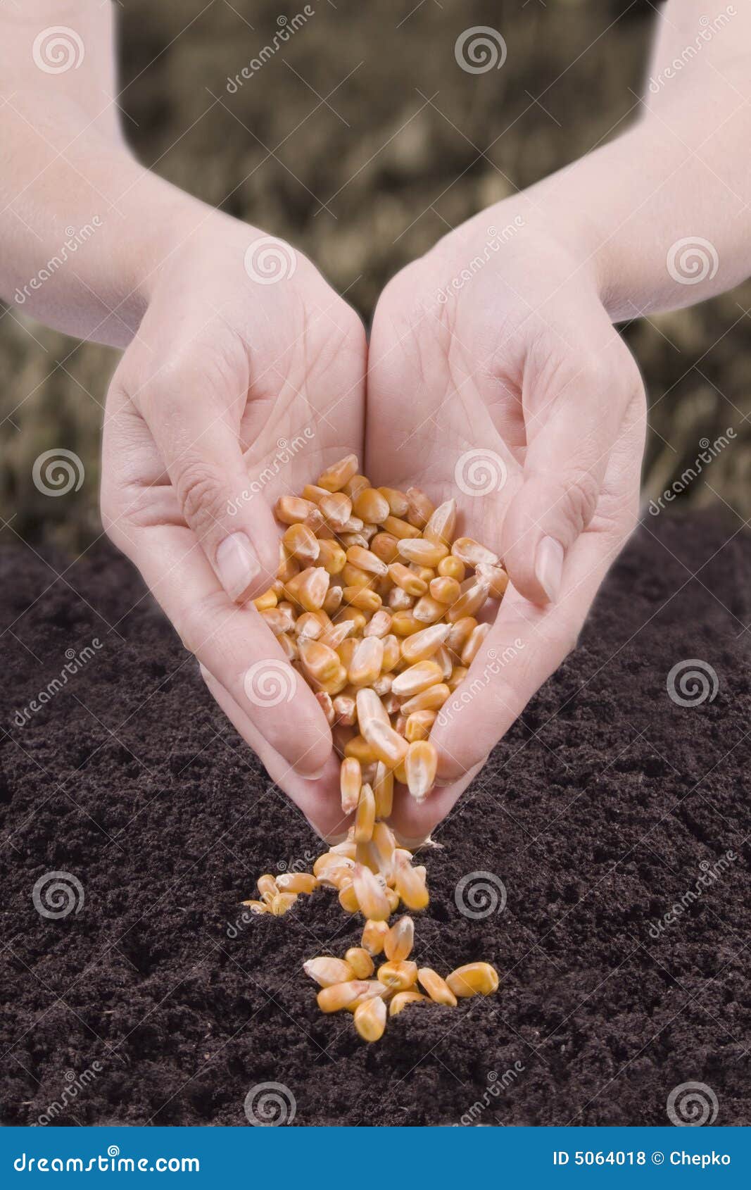 Mais della semina fotografia stock. Immagine di agricoltura - 5064018