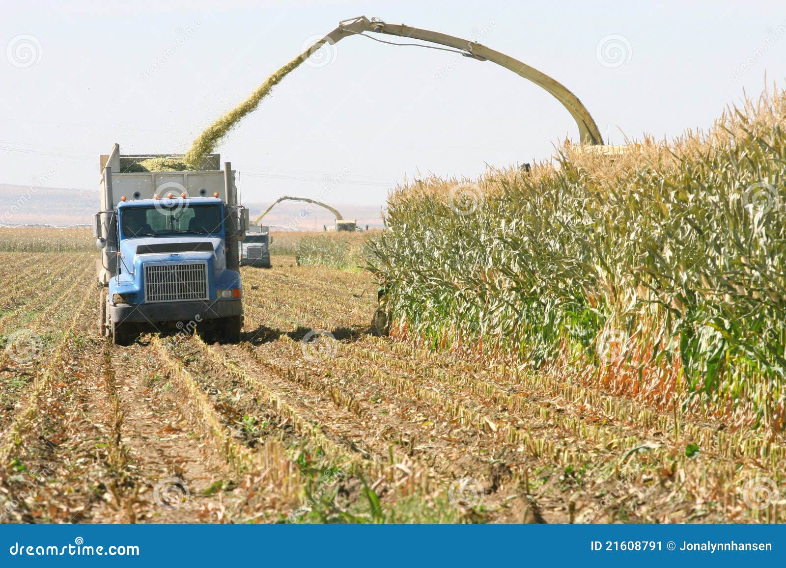 Mais-Ernte stockbild. Bild von herbst, ernten, mais, gemüse - 21608791