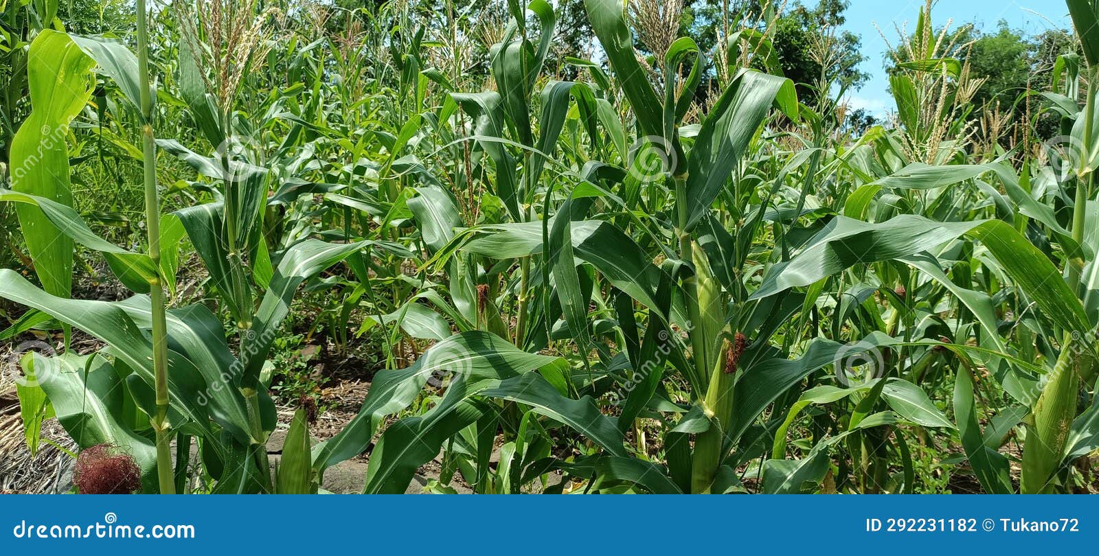 Mais in example garden stock photo. Image of mais, plantation - 292231182