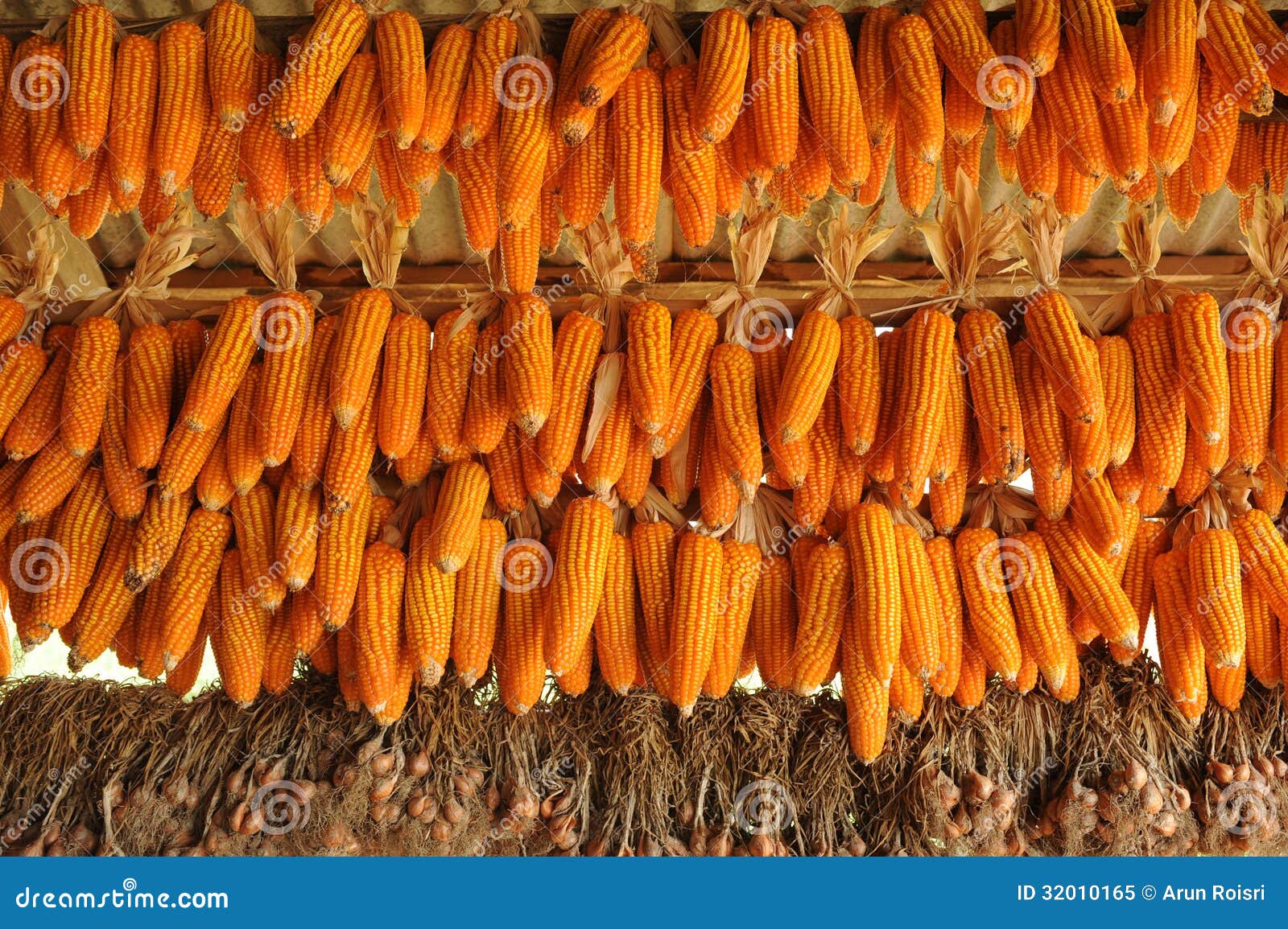 Mais für Tierfutter stockbild. Bild von orange, hintergrund - 32010165