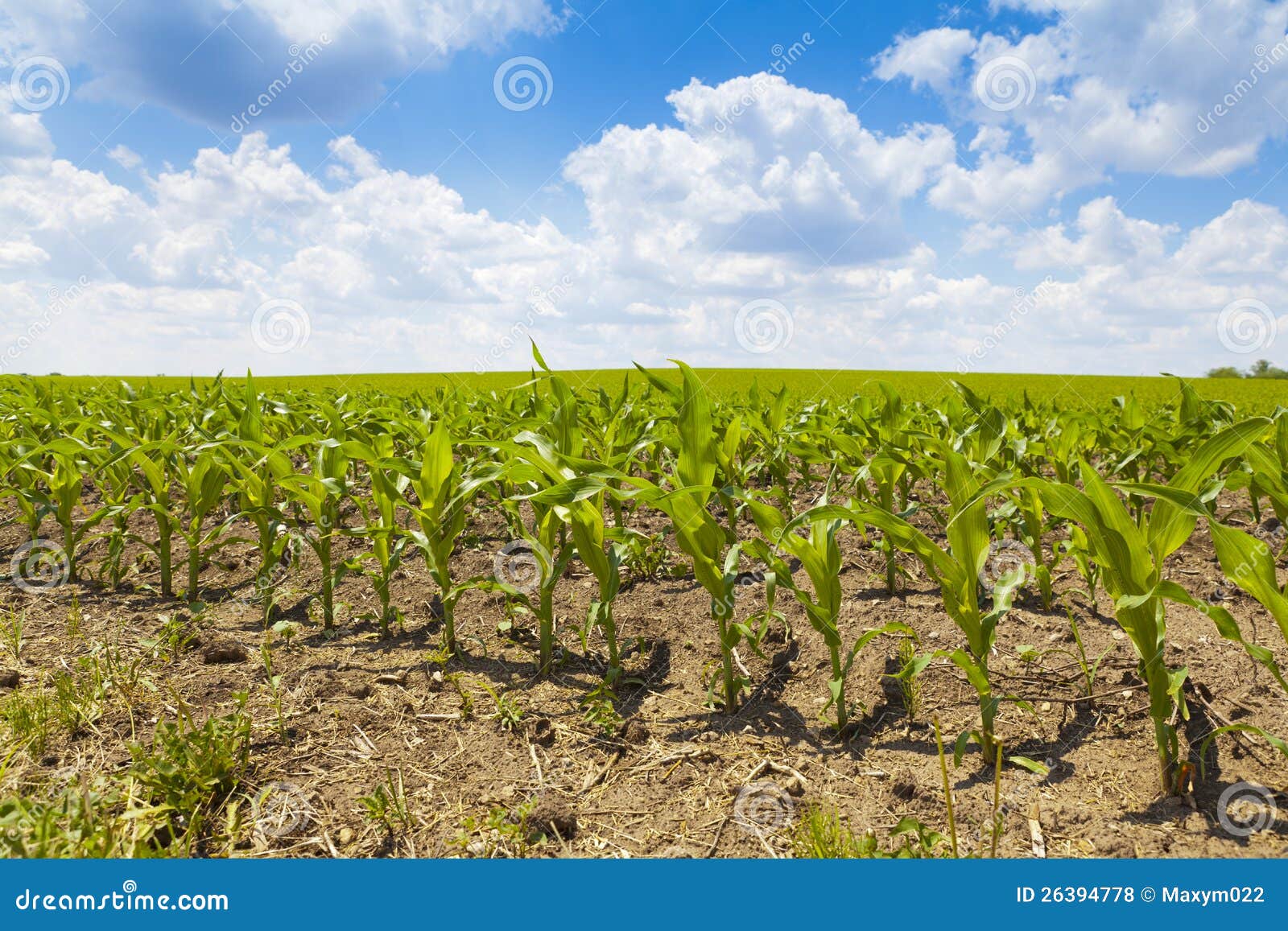 Mais-Feld stockfoto. Bild von landschaft, landwirtschaftlich - 26394778
