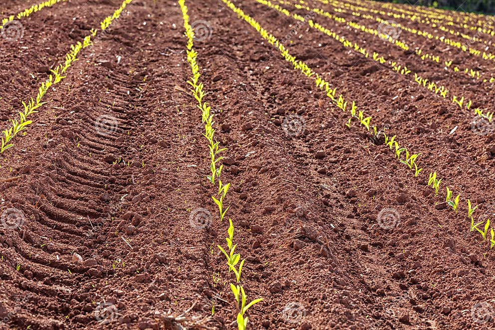Mais-Feld stockbild. Bild von boden, organisch, wachsen - 32516007