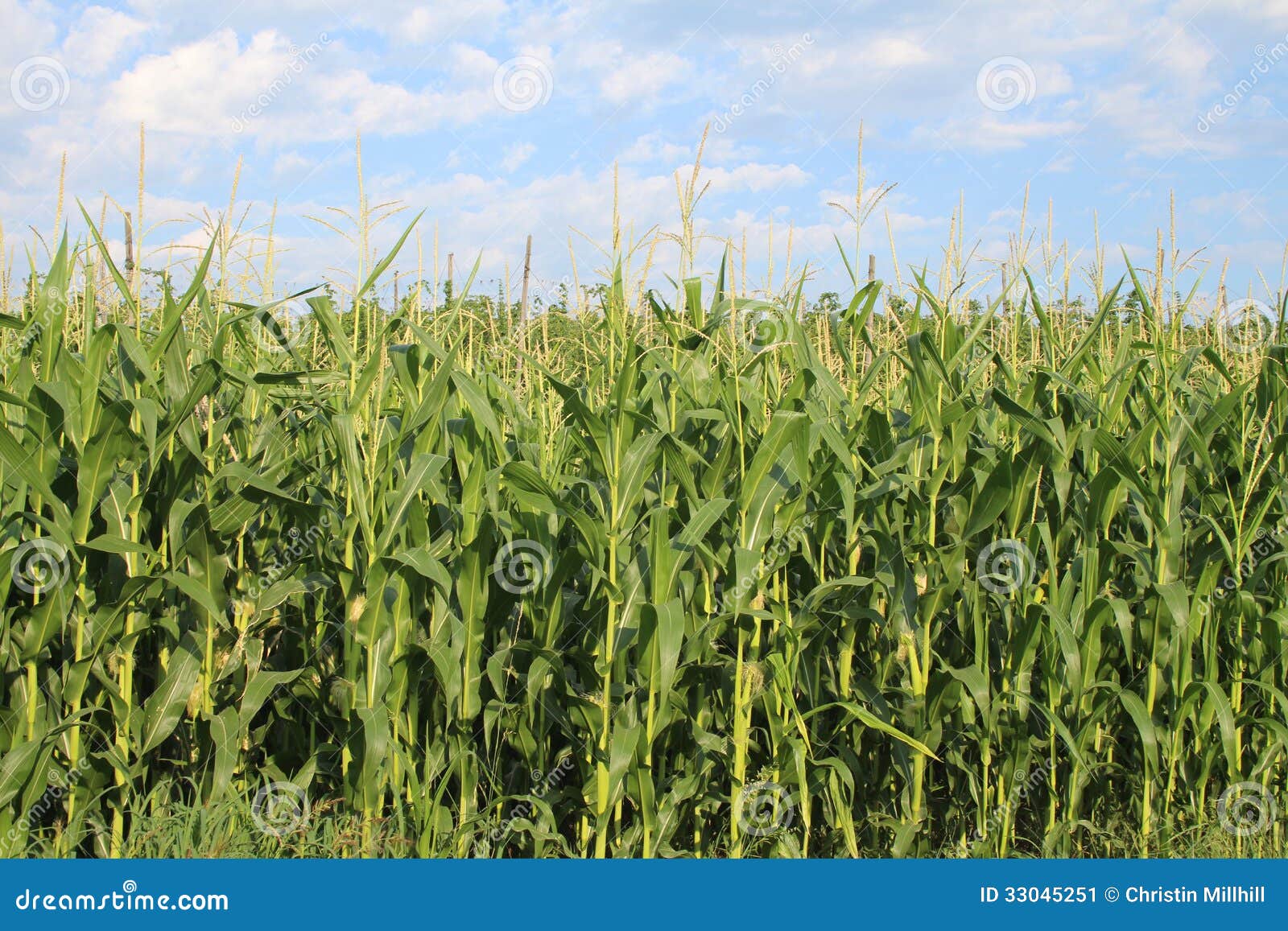 Mais-Feld stockbild. Bild von monokultur, früh, saatgut - 33045251